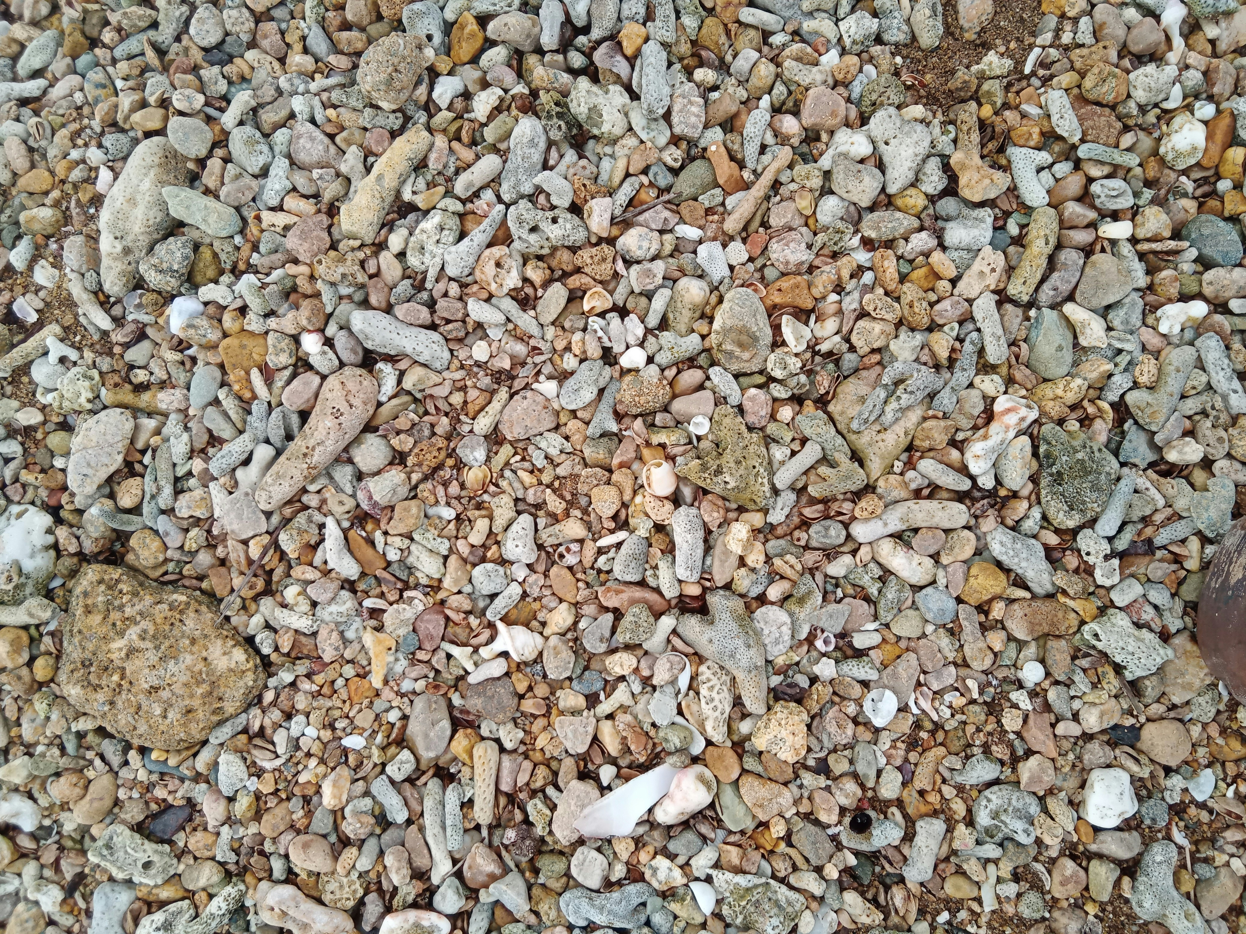 A close up of rocks and gravel on a ground photo – Free Coral pebble ...