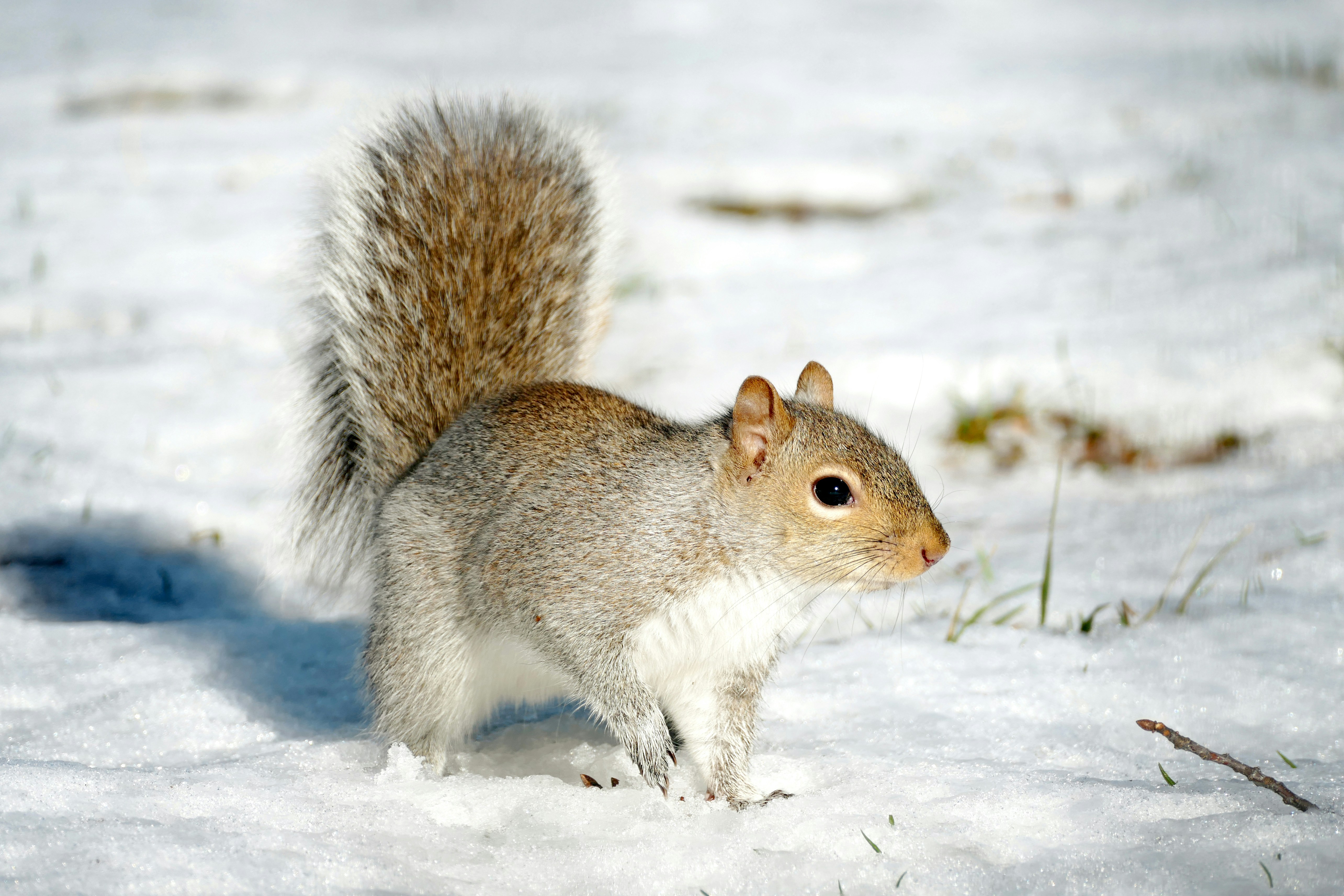 Foto Una ardilla está parada en la nieve – Imagen Parque Central gratis ...