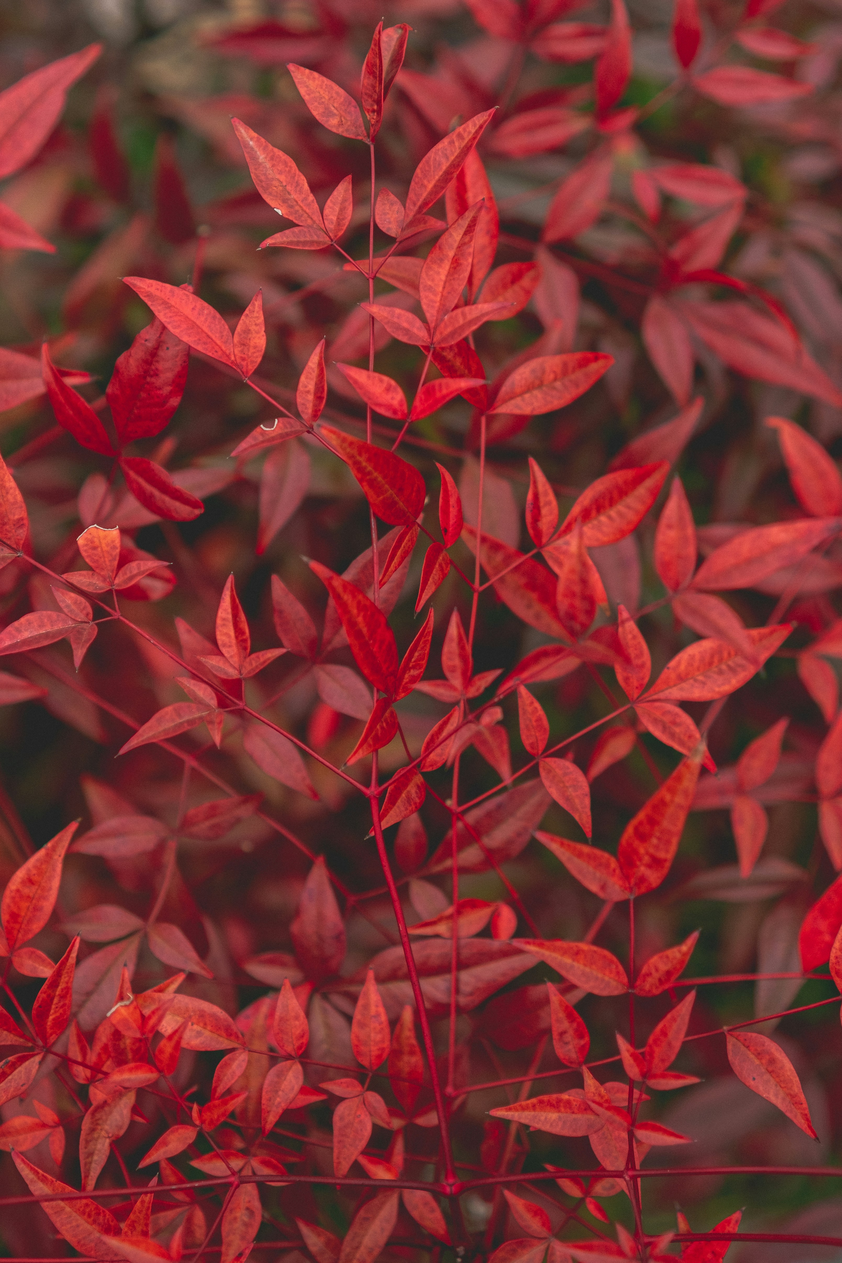 Un buisson rouge avec beaucoup de feuilles dessus photo – Photo Feuille ...