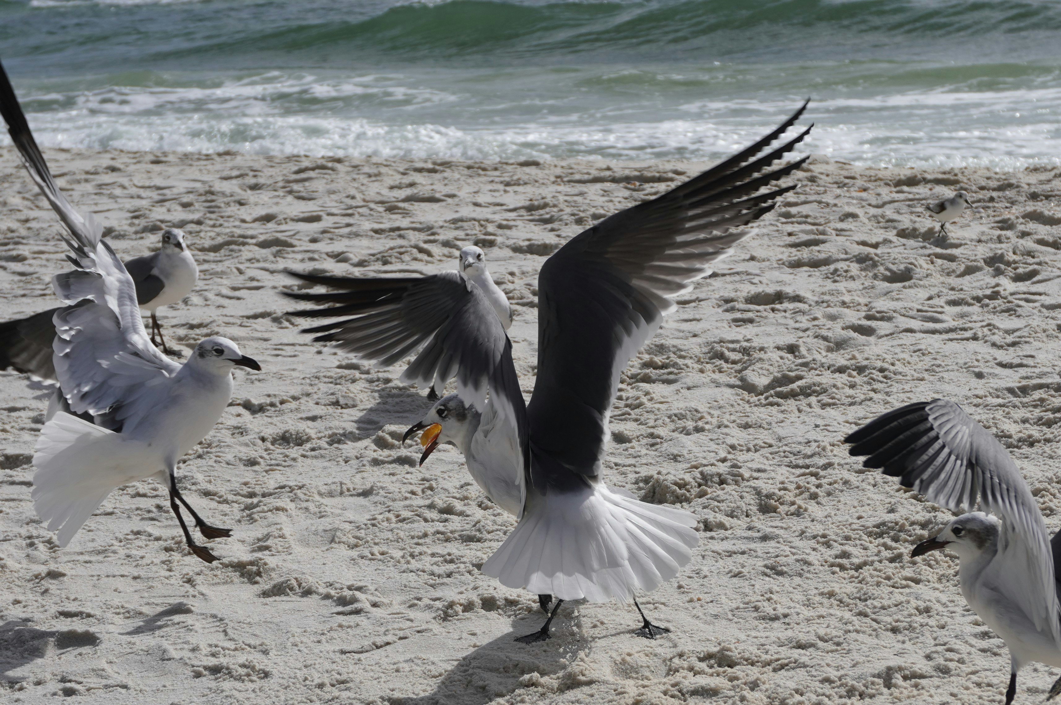 Winged Ballet on a Sandy Stage