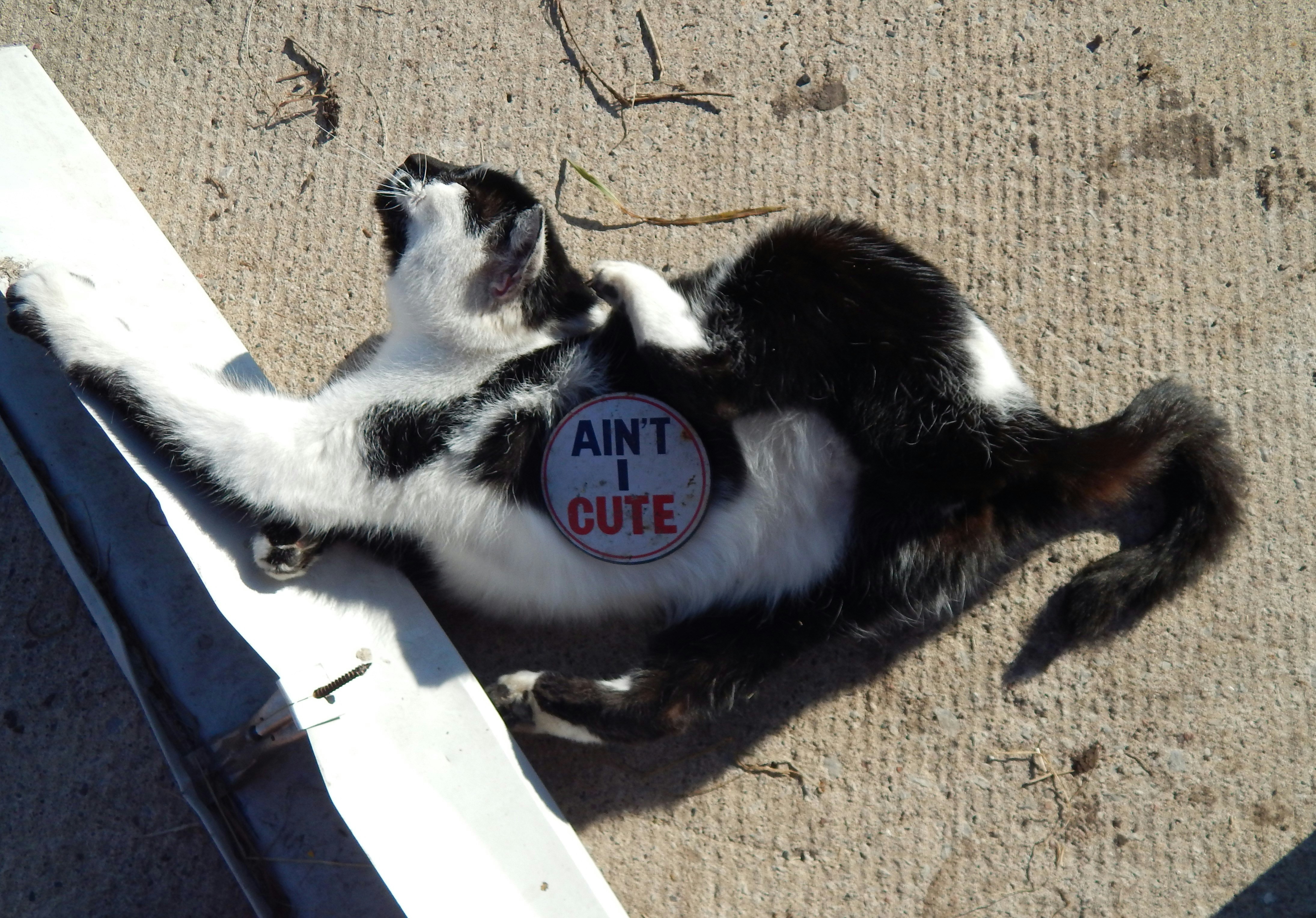 A black and white cat stretches lazily on a sandy surface, adorned with a playful sign that reads 'AIN'T I CUTE.'