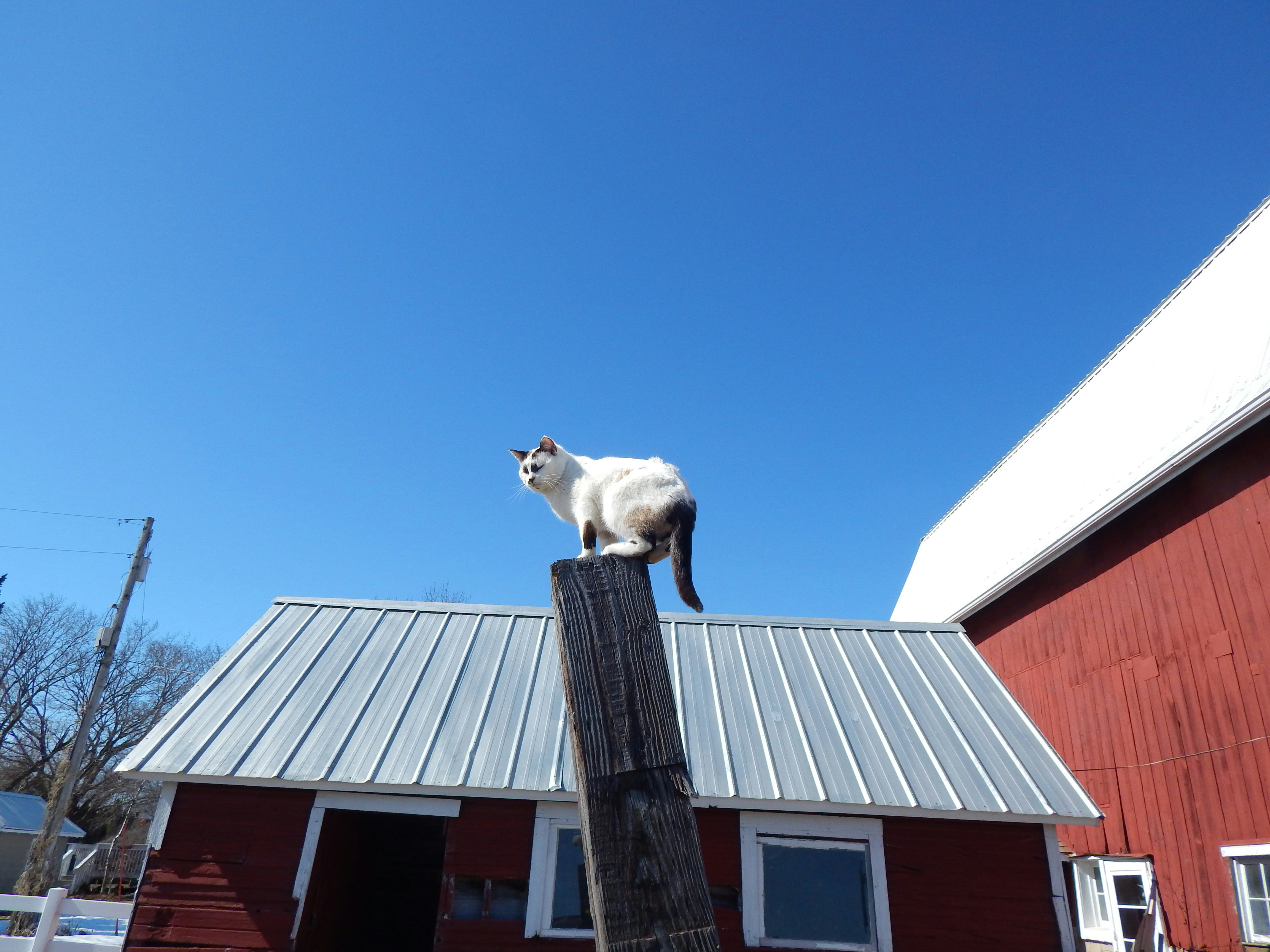 A cat perched confidently atop a wooden post, surveying its surroundings against a clear blue sky and rustic red barn backdrop.
