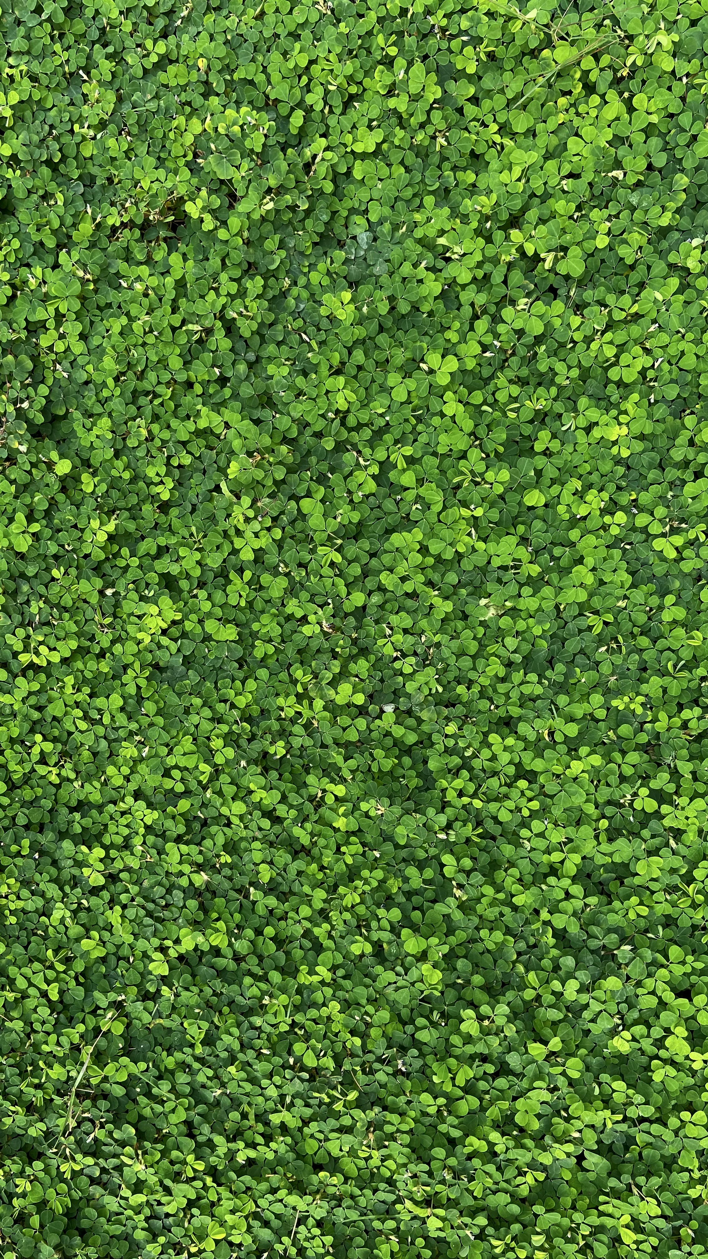 An overhead view of a green hedge photo – Free India Image on Unsplash