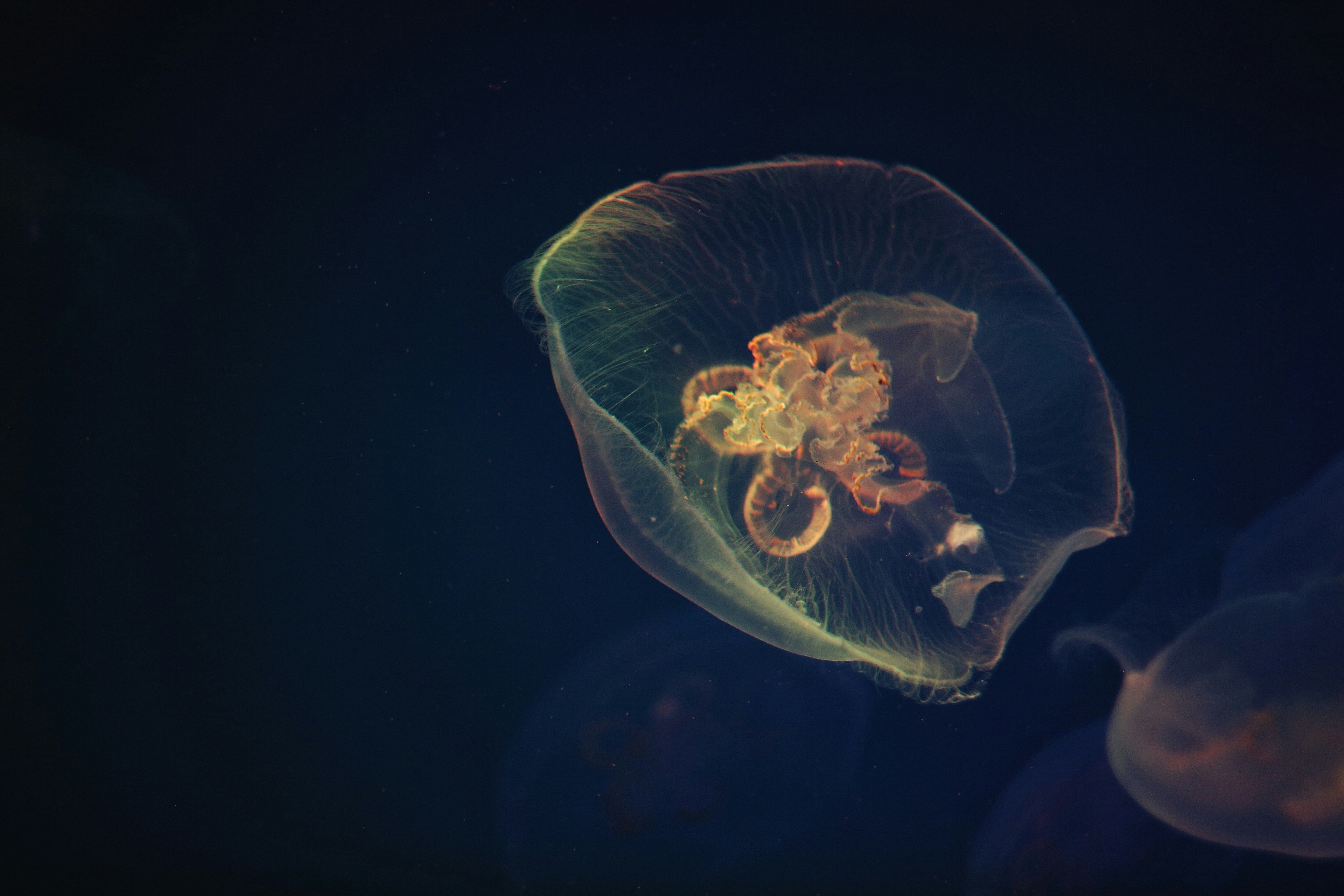 Neon Halo in the Deep: Jellyfish Illuminates the Velvet Sea