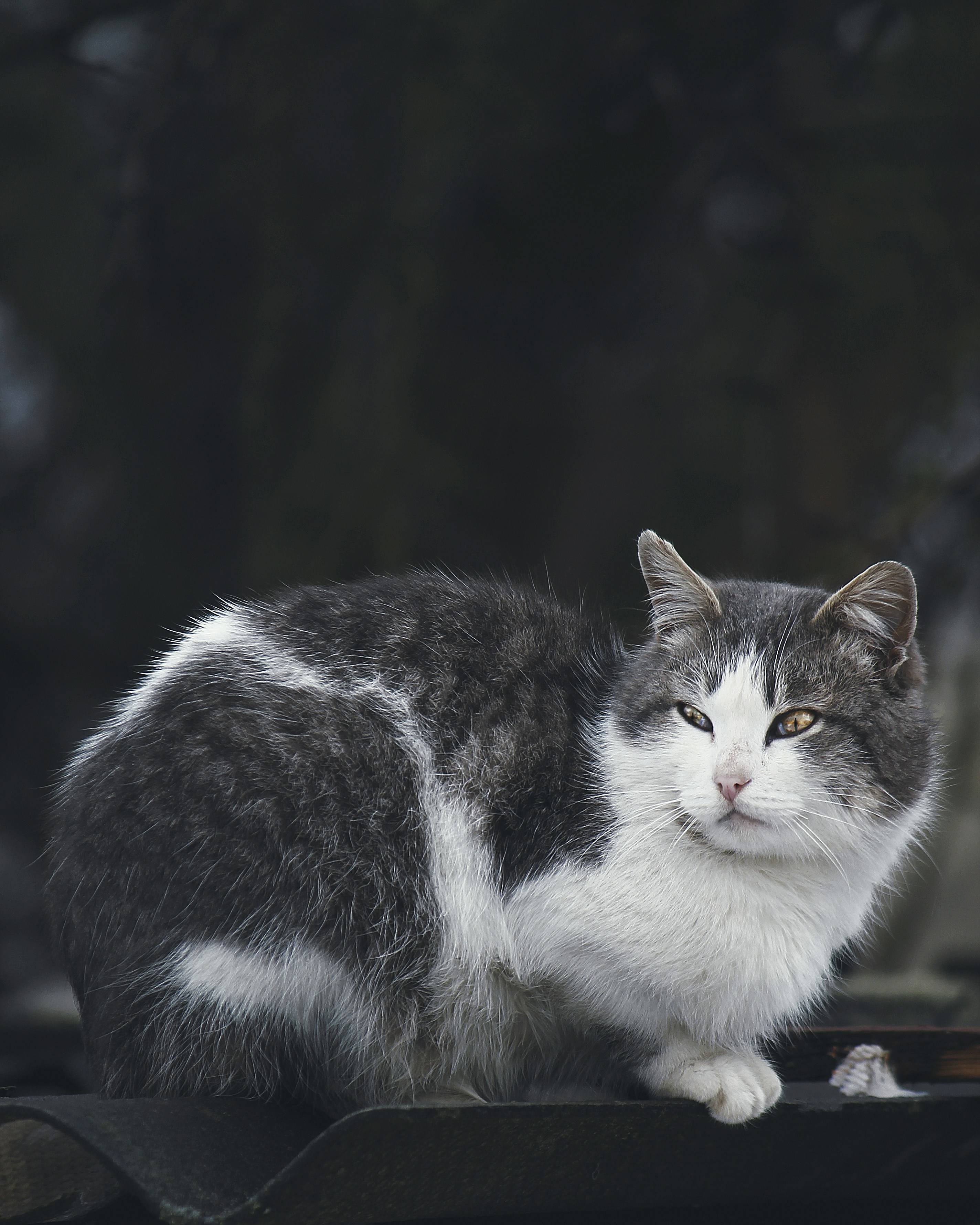 Pensive Cat on a Weathered Rail in Dusk-Soft Light
