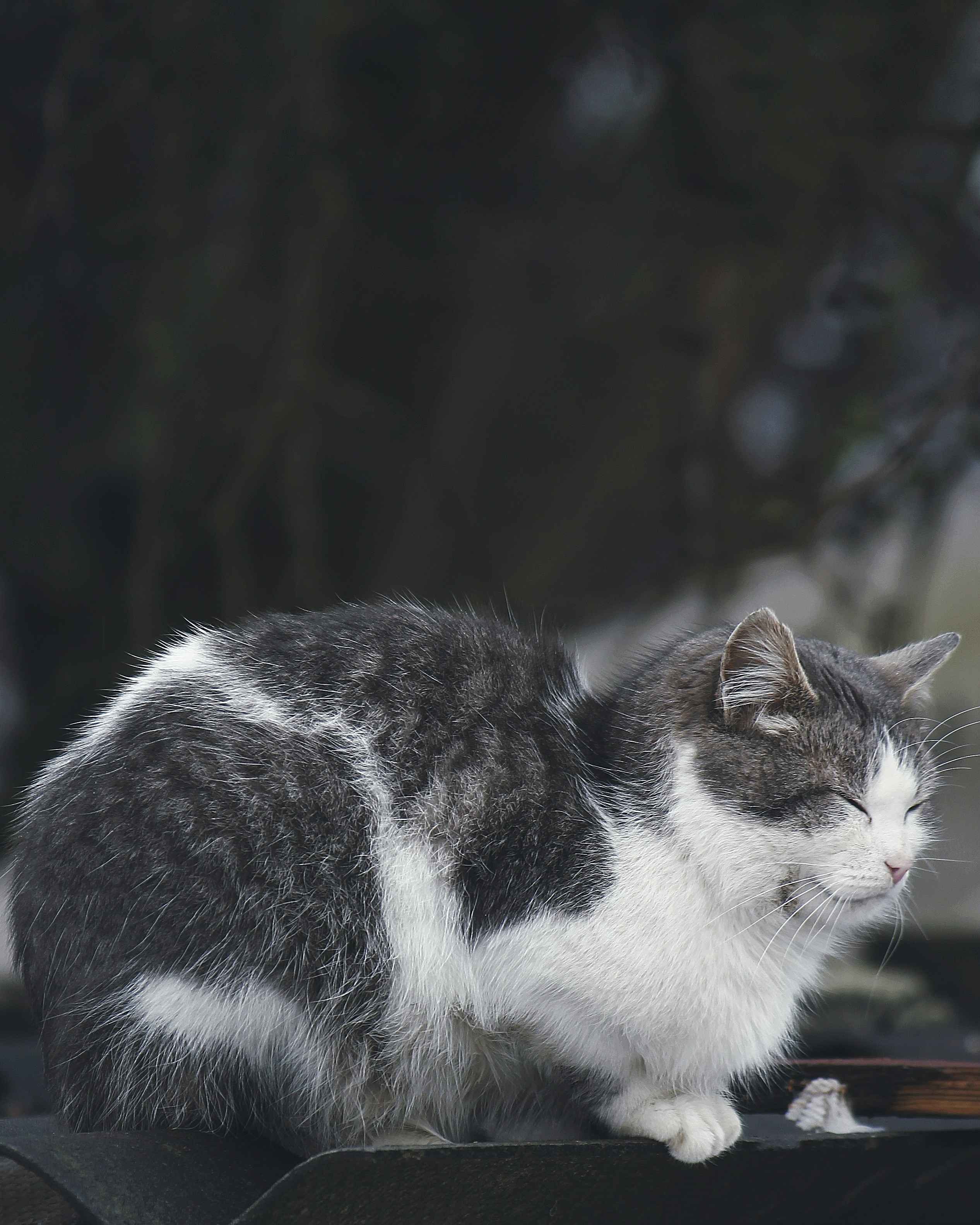 Whiskered Serenity: A Feline Moment