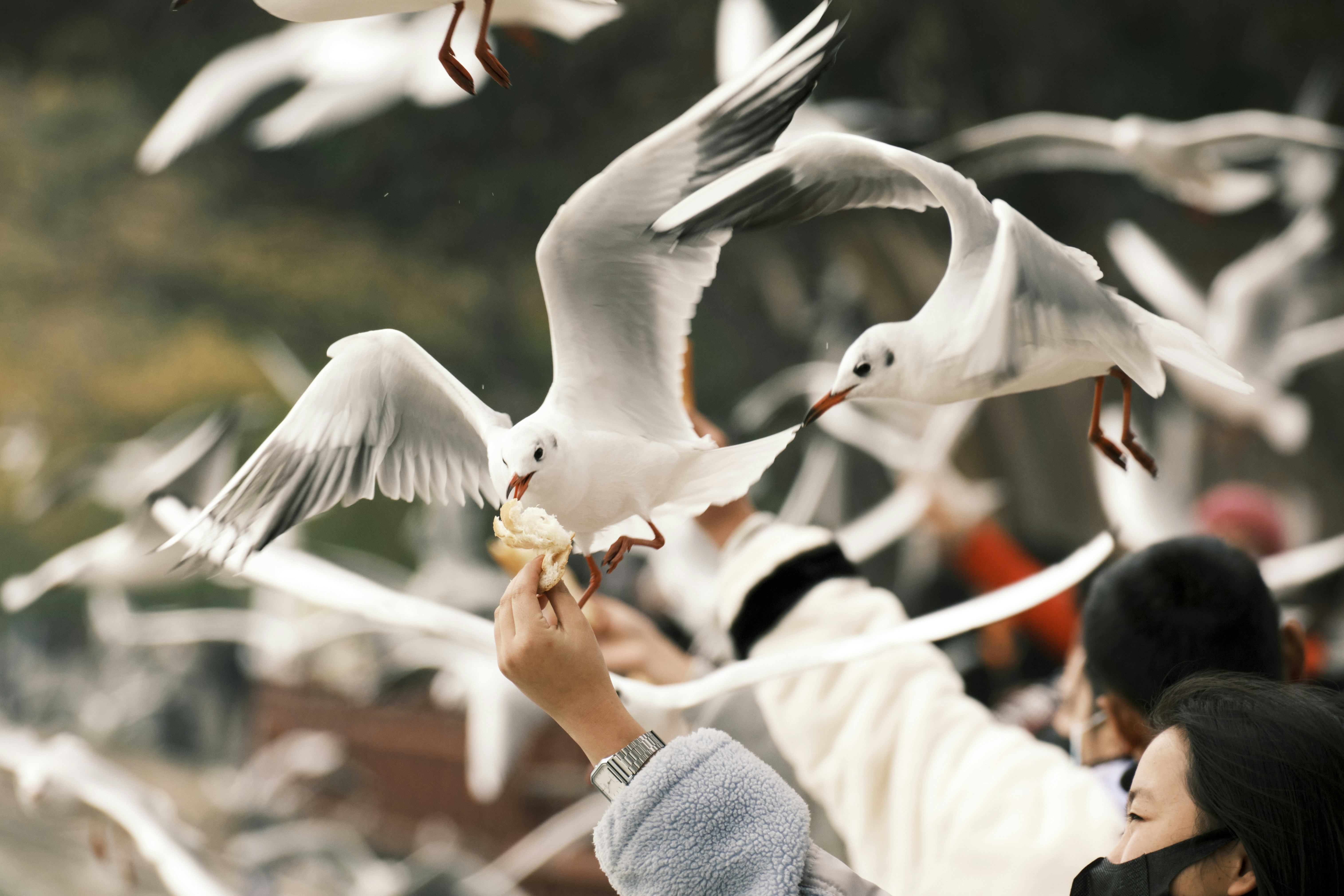 Seagulls swoop down towards a hand offering food amidst a lively crowd, showcasing the interaction between humans and wildlife.