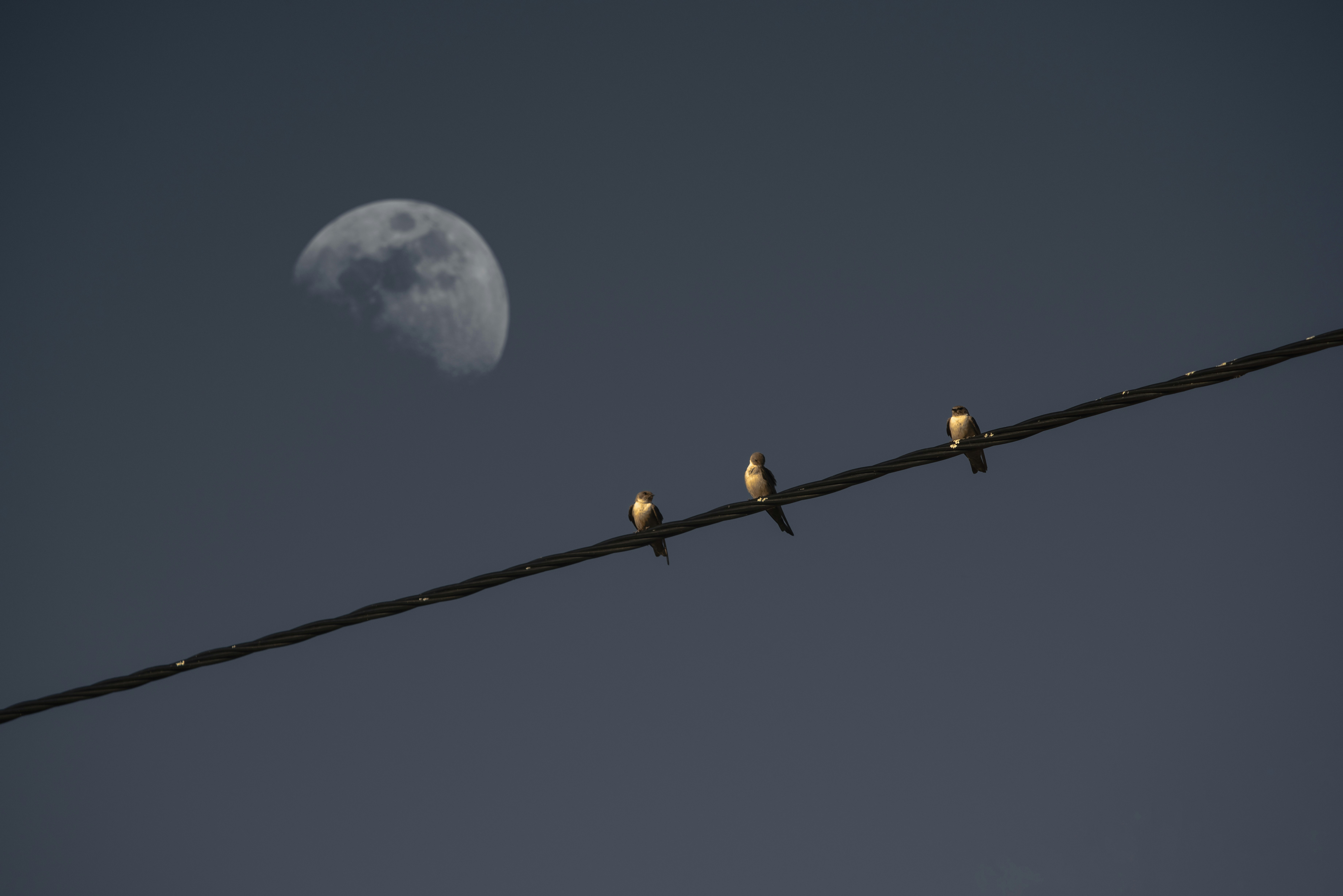 Luna and the Line: Three Birds on a Moonlit Wire