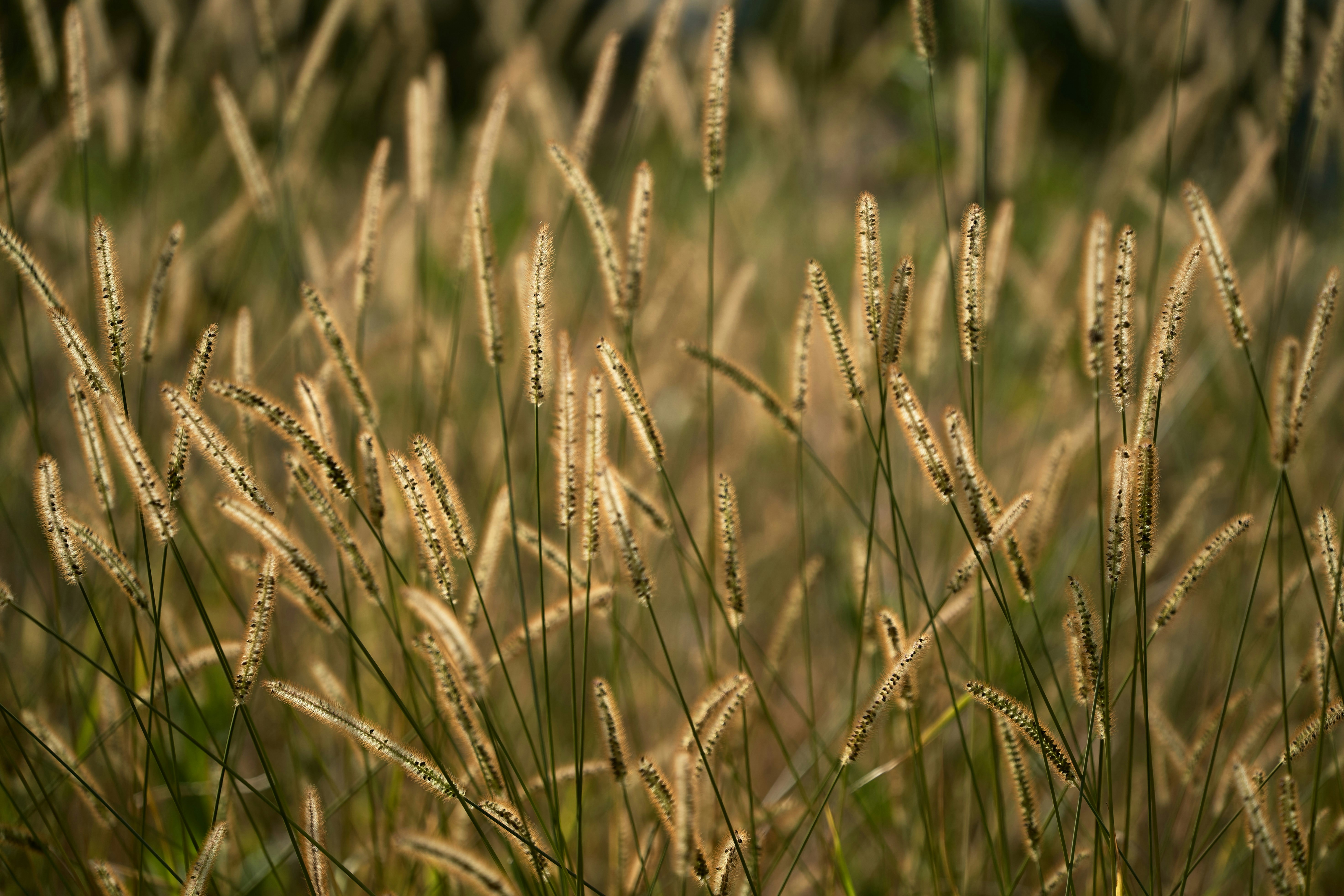 Un bouquet d’herbes hautes qui est dans l’herbe photo – Photo Herbe ...
