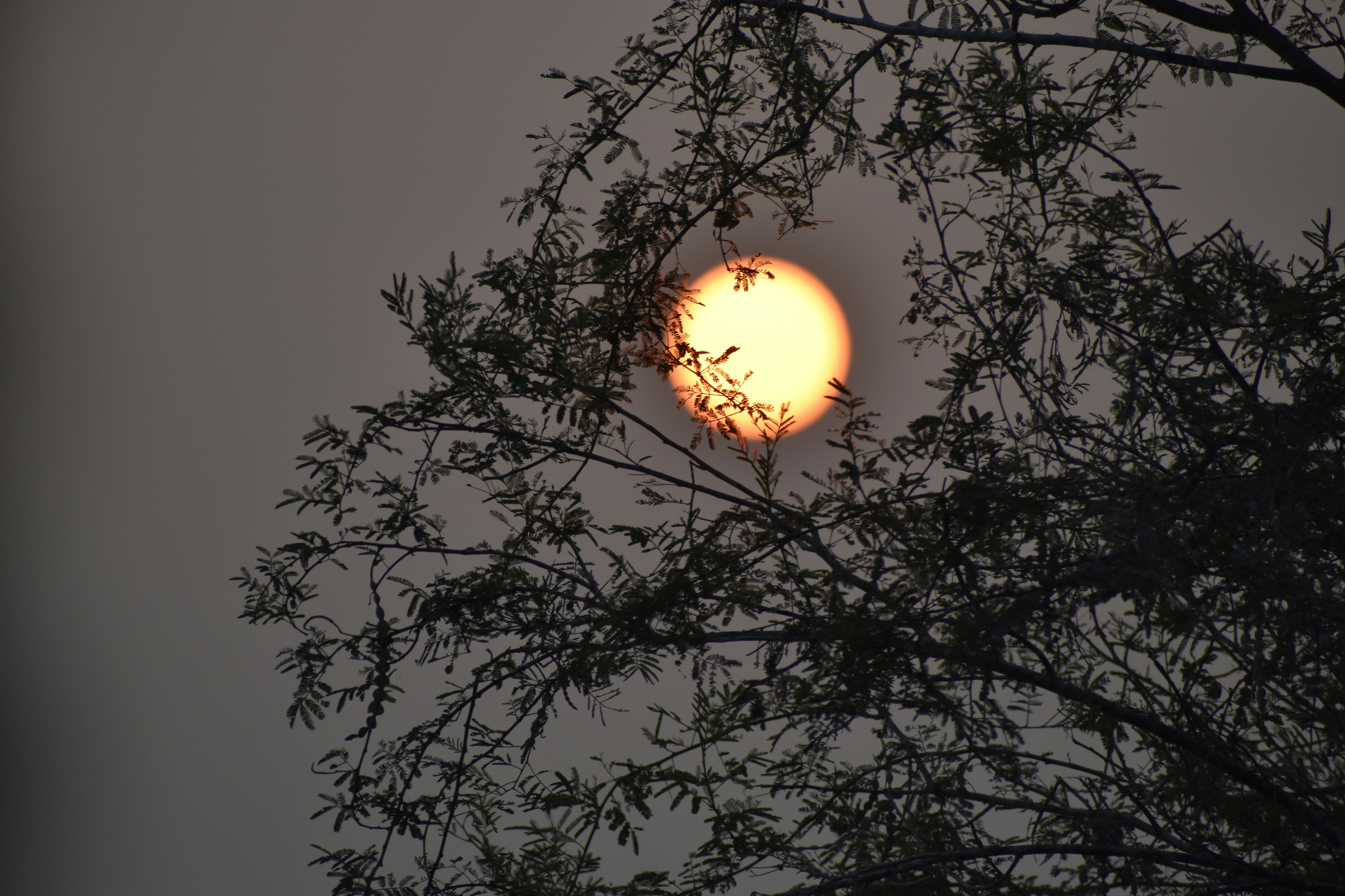 Golden sun partially obscured by silhouetted branches, creating a serene atmosphere. The interplay of light and shadow enhances the natural beauty.