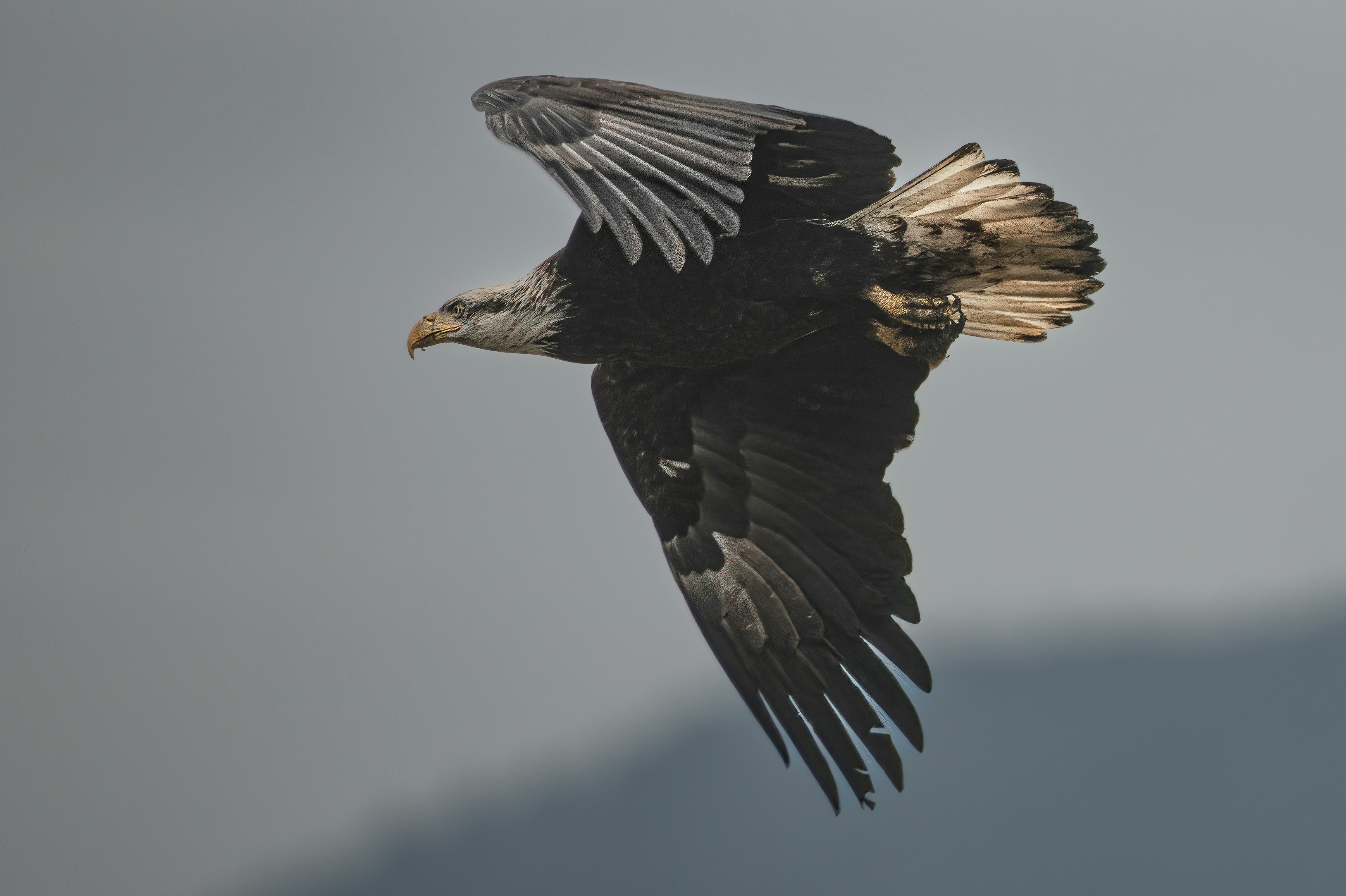 A large bird flying through the air with it's wings spread photo – Free ...