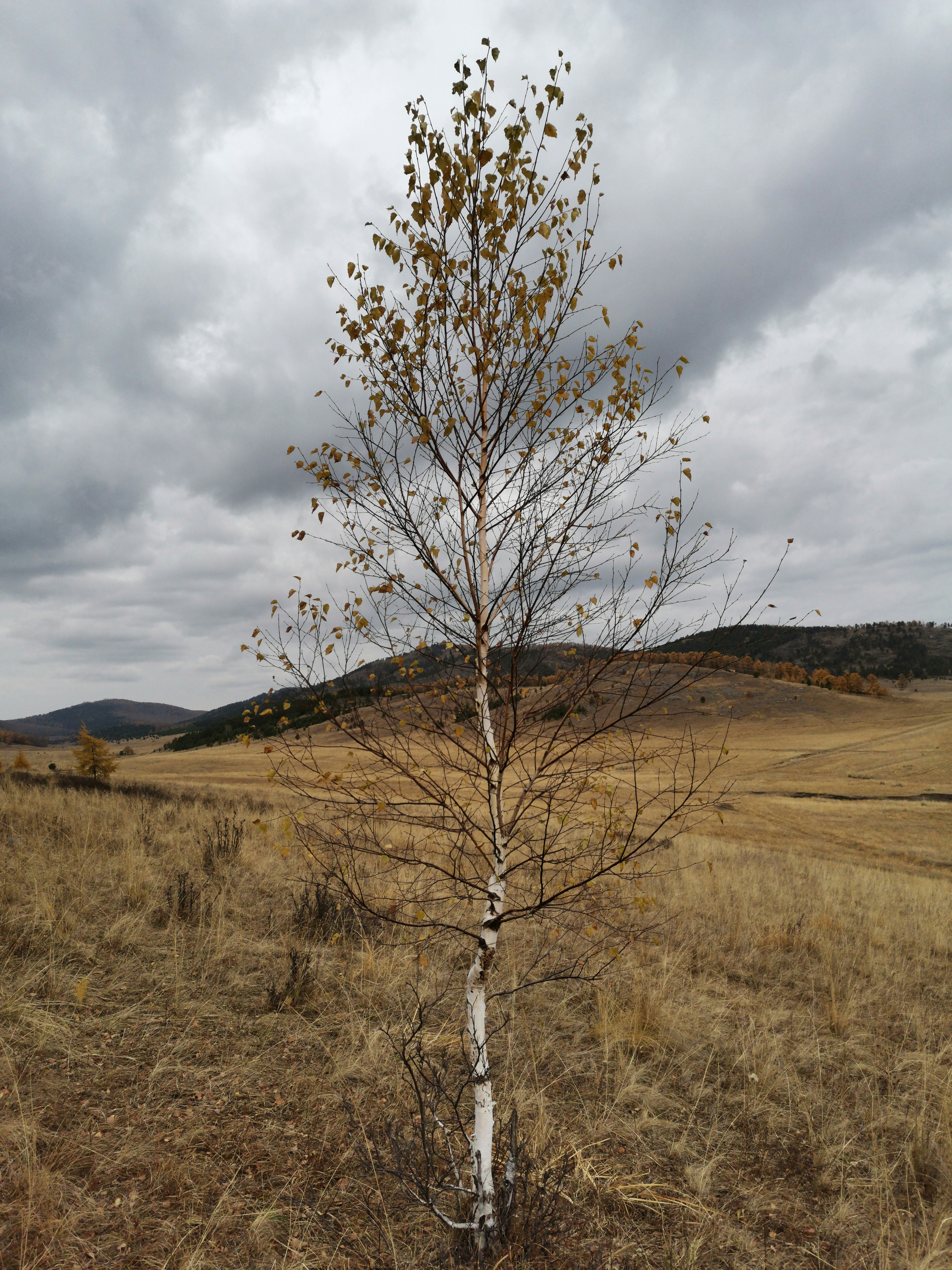 A solitary birch tree stands against a backdrop of rolling hills and overcast skies, showcasing the transition of seasons with its yellowing leaves.