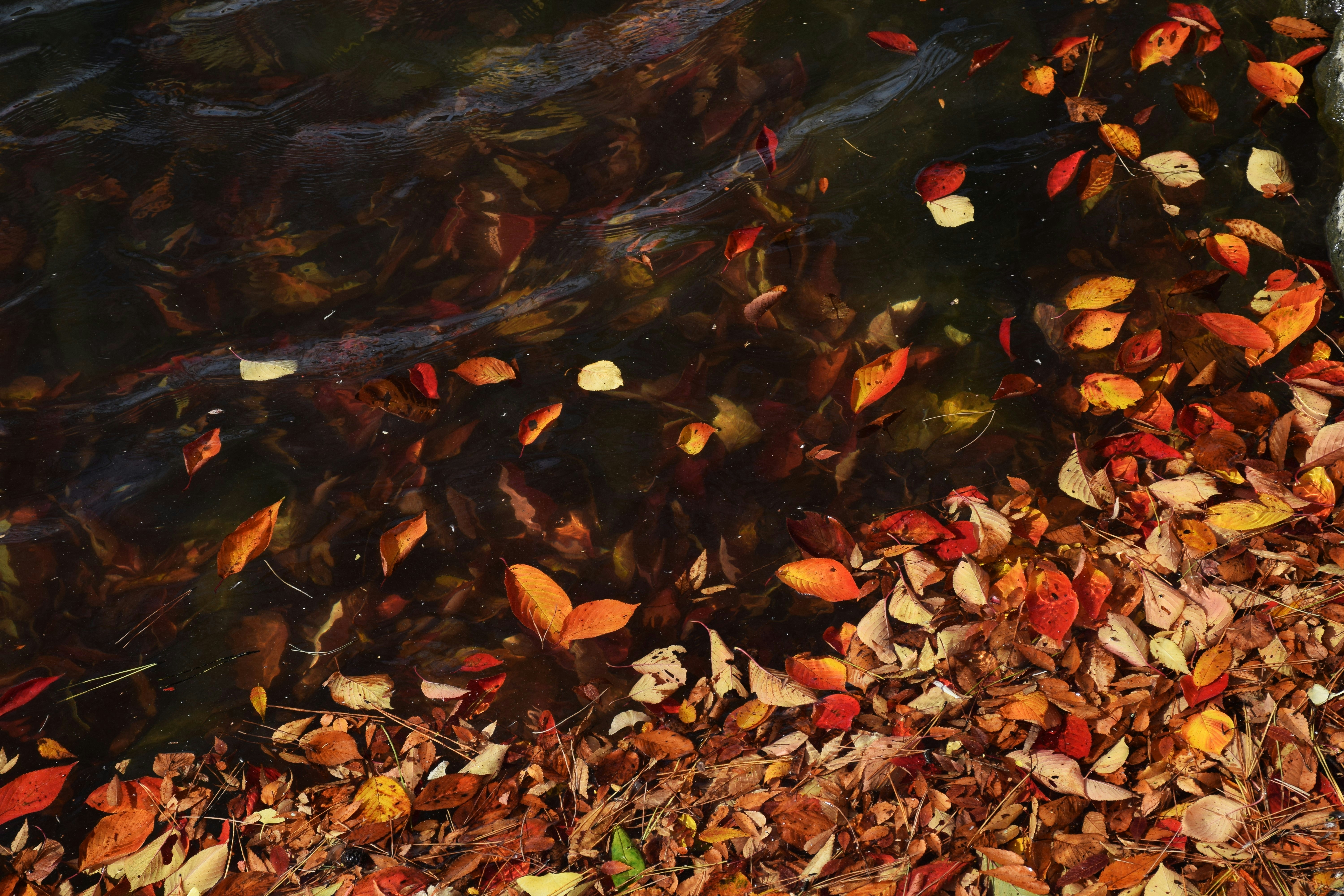 a bunch of leaves floating on top of a body of water