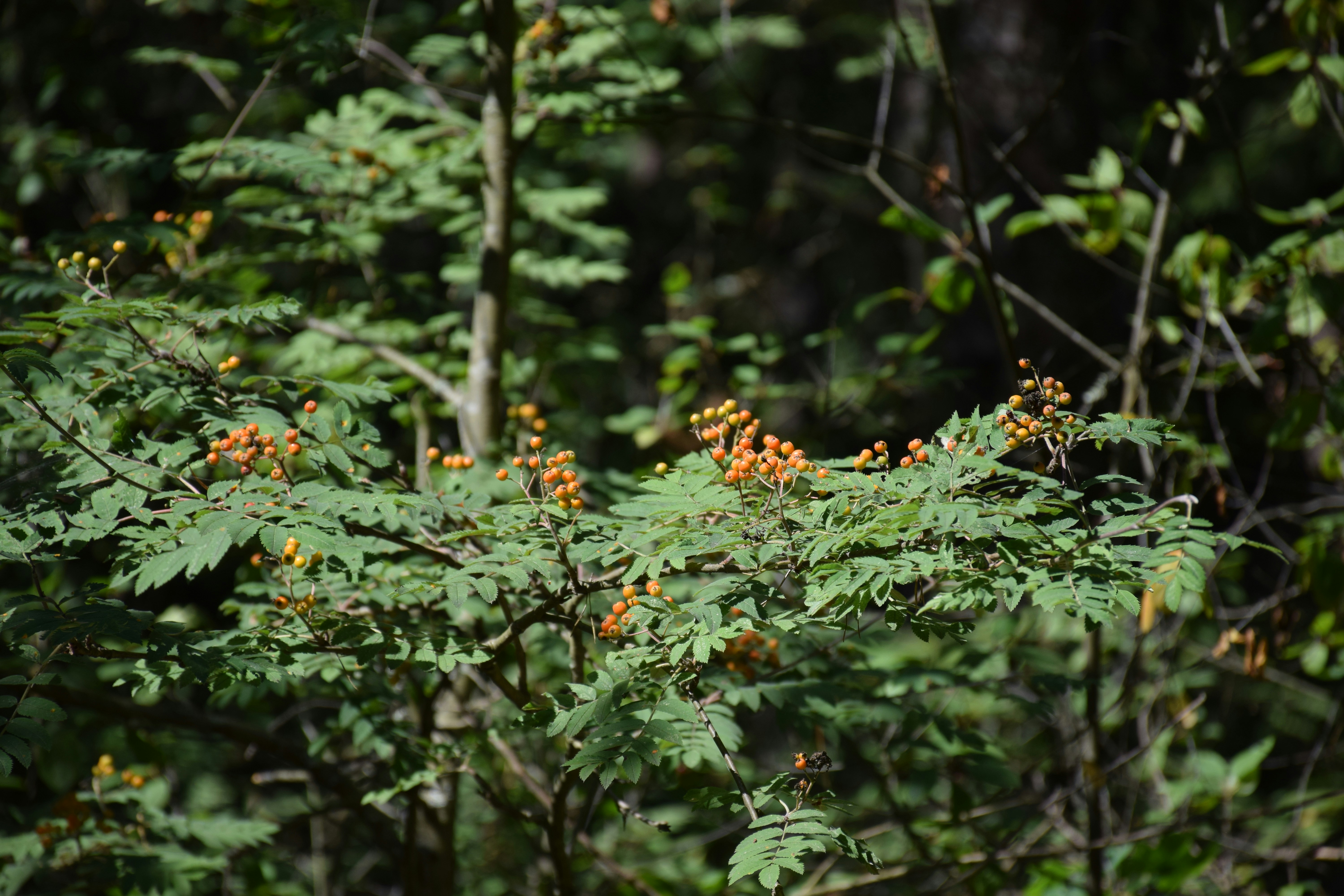A bunch of small orange berries on a tree photo – Free Green Image on ...