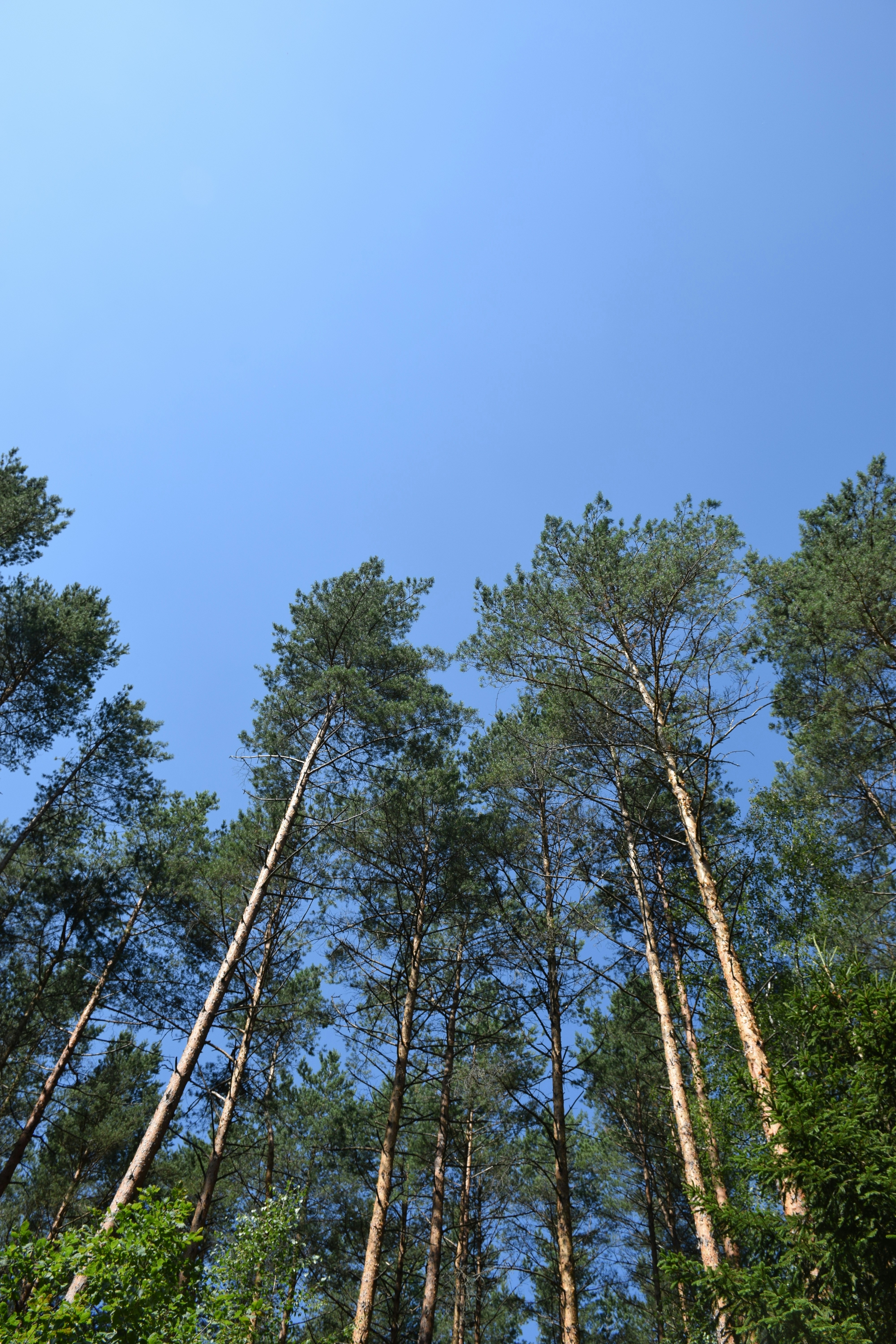 Tall pine trees stretch upward against a clear blue sky, creating a natural frame that invites upward exploration.