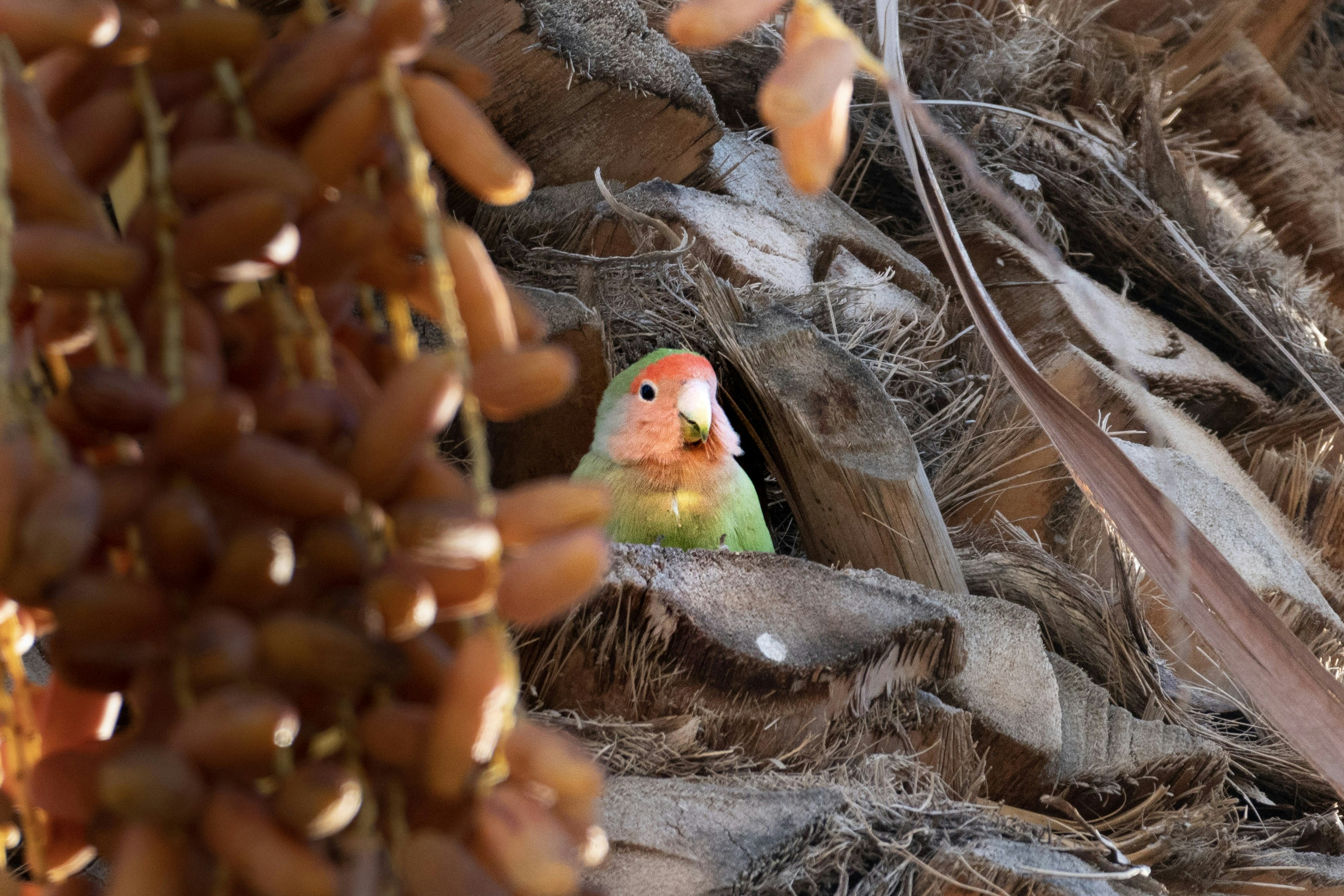 Hidden Green-Eyed Ember: A lone parrot peering from the leaf litter