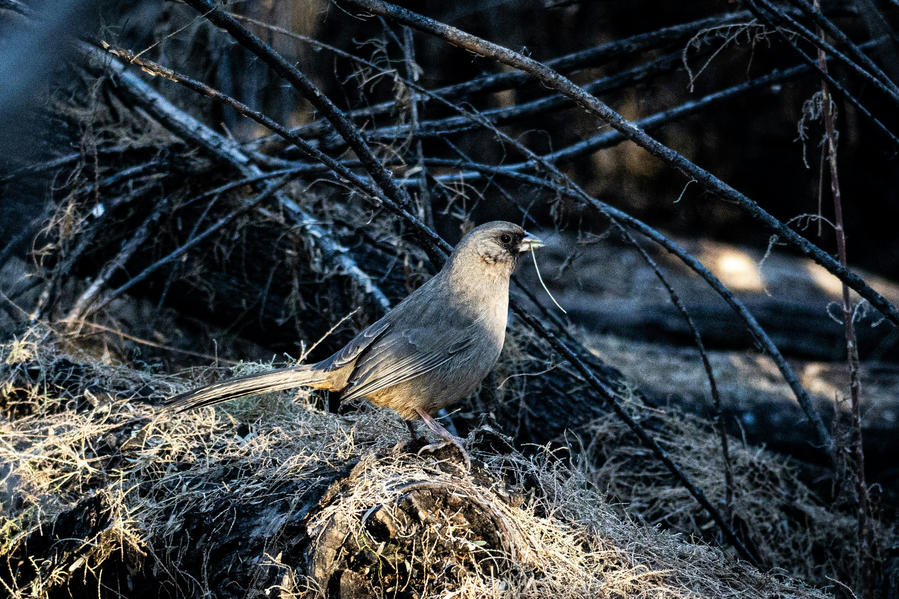 Foto Un pájaro sentado en la cima de un tocón de árbol – Imagen Pájaro ...