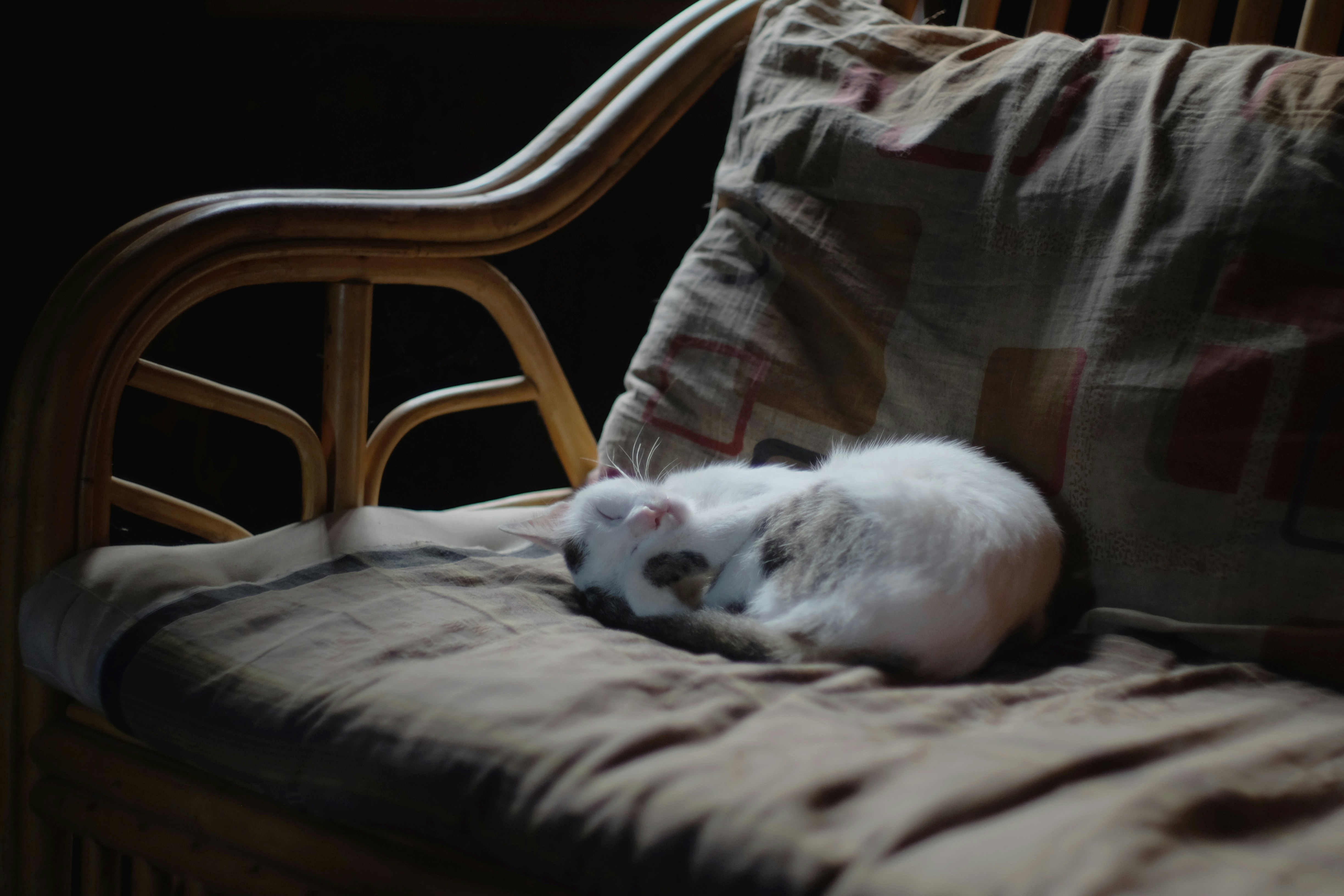 White and black cat curled up asleep on a cushioned wicker chair in soft lighting.