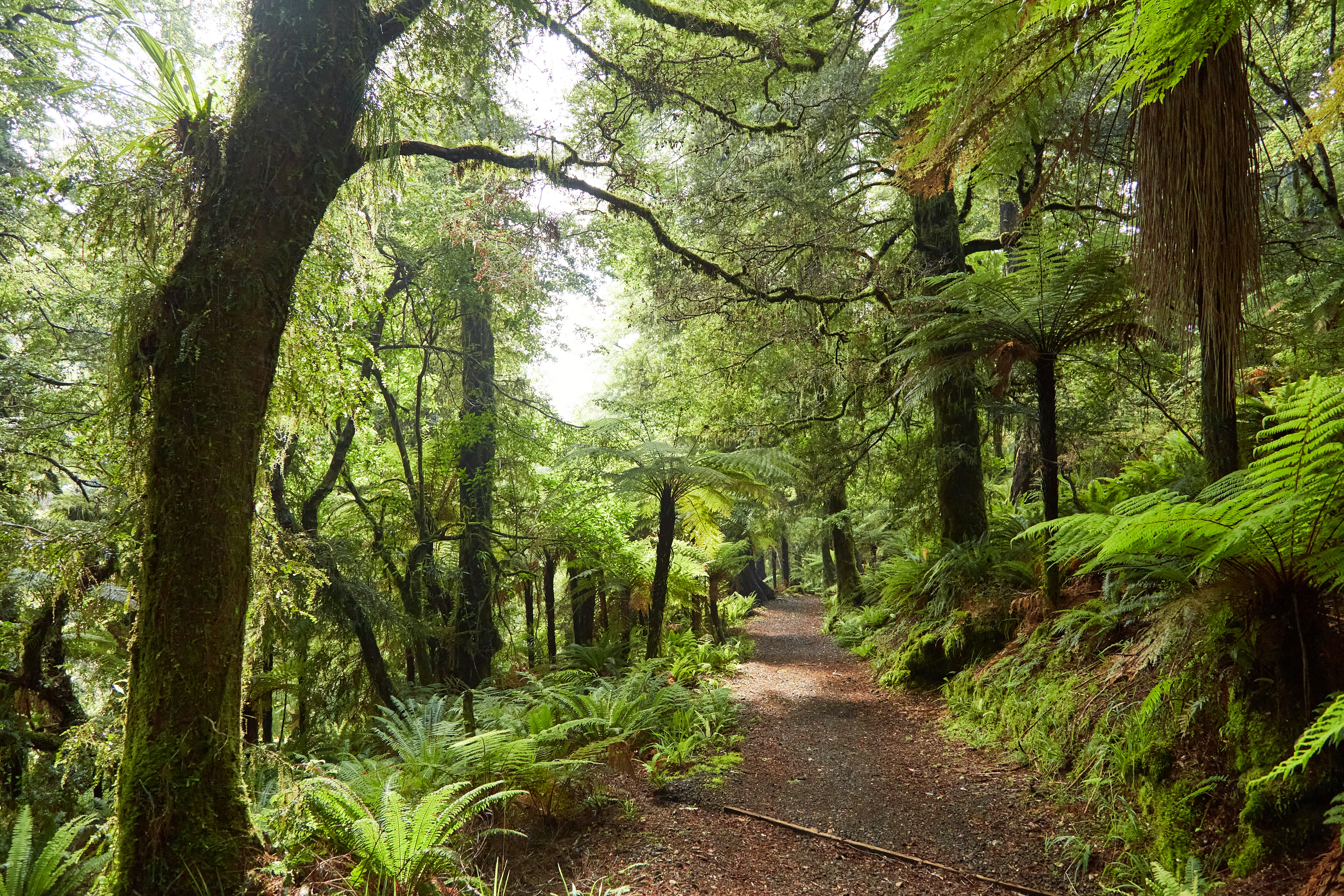 Lush forest trail winding through towering trees and vibrant ferns, inviting exploration. Natural light filters through the canopy, creating a serene atmosphere.