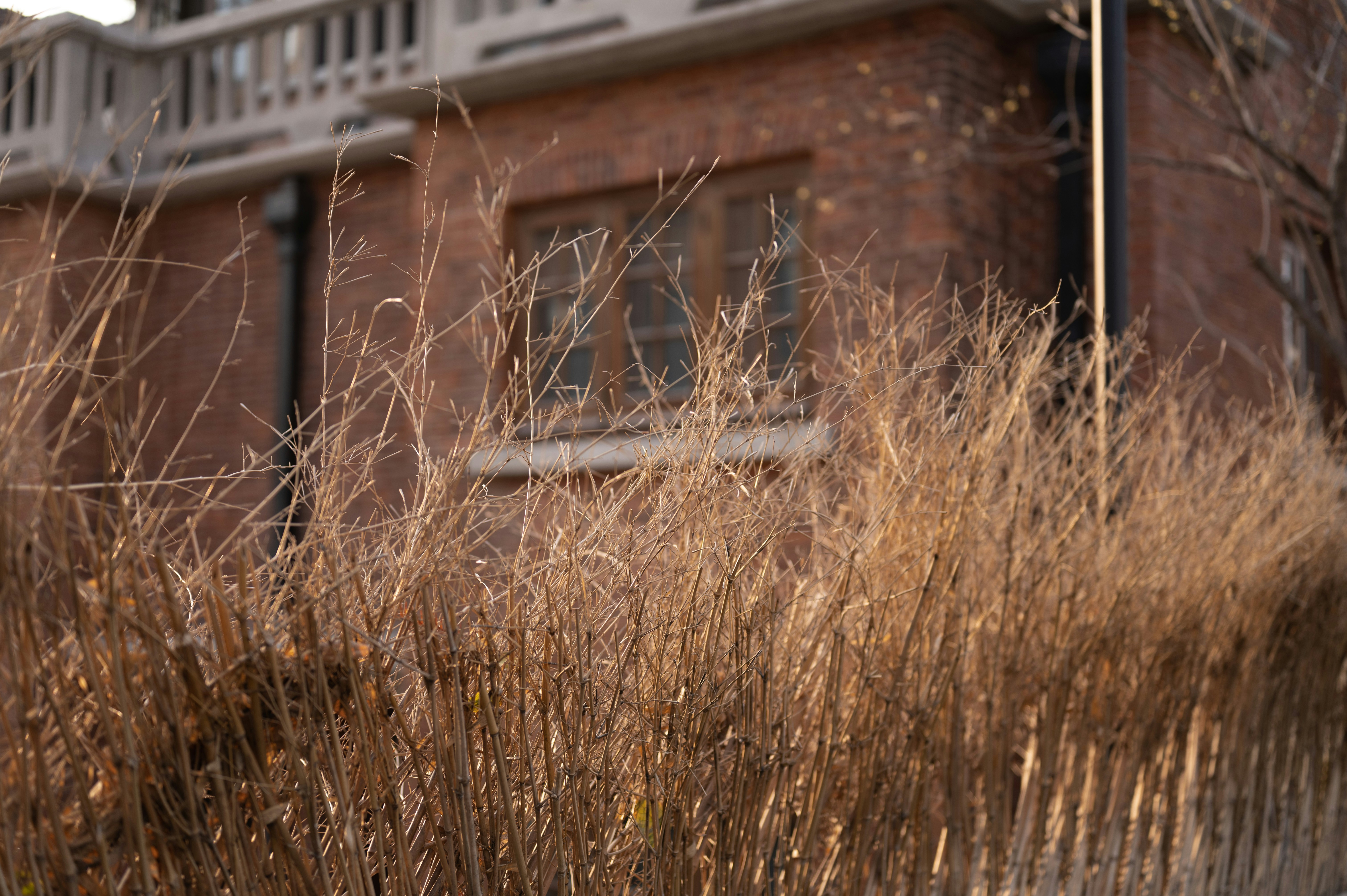 Golden Reeds Framing a Quiet Brick Facade