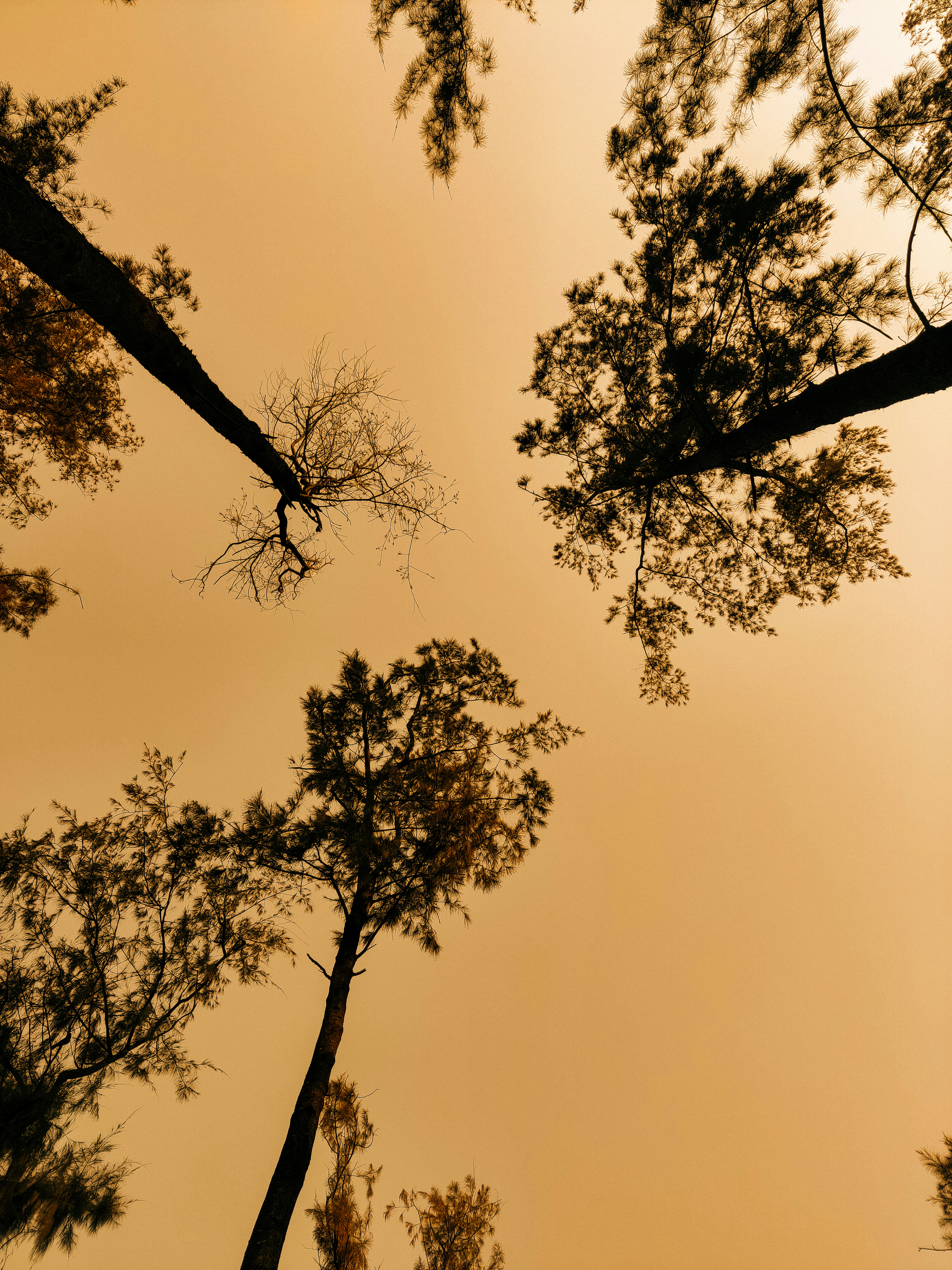 Skyward Forest: Canopy Silhouette Against a Golden Void