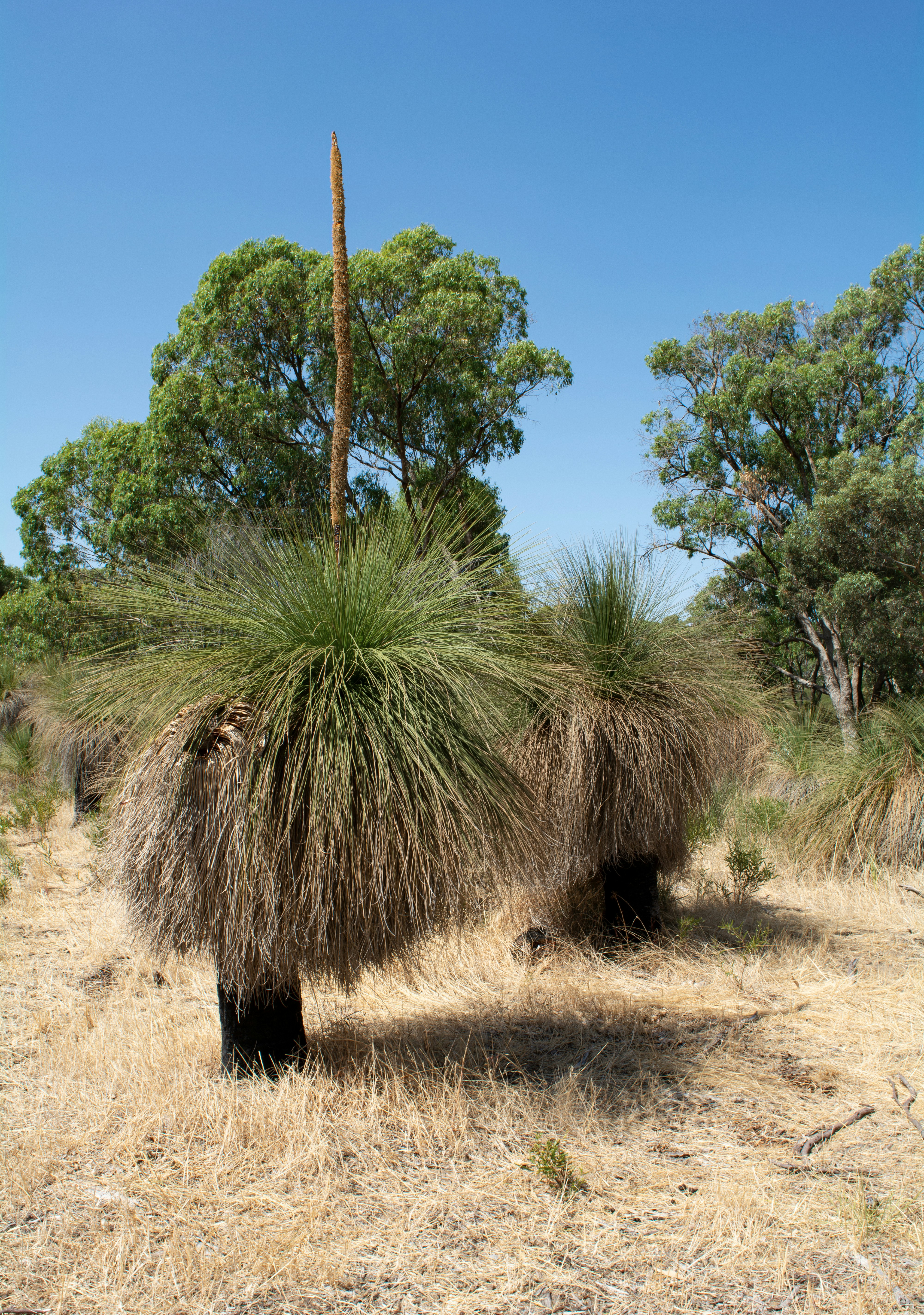 The Resilient Guardians of the Outback