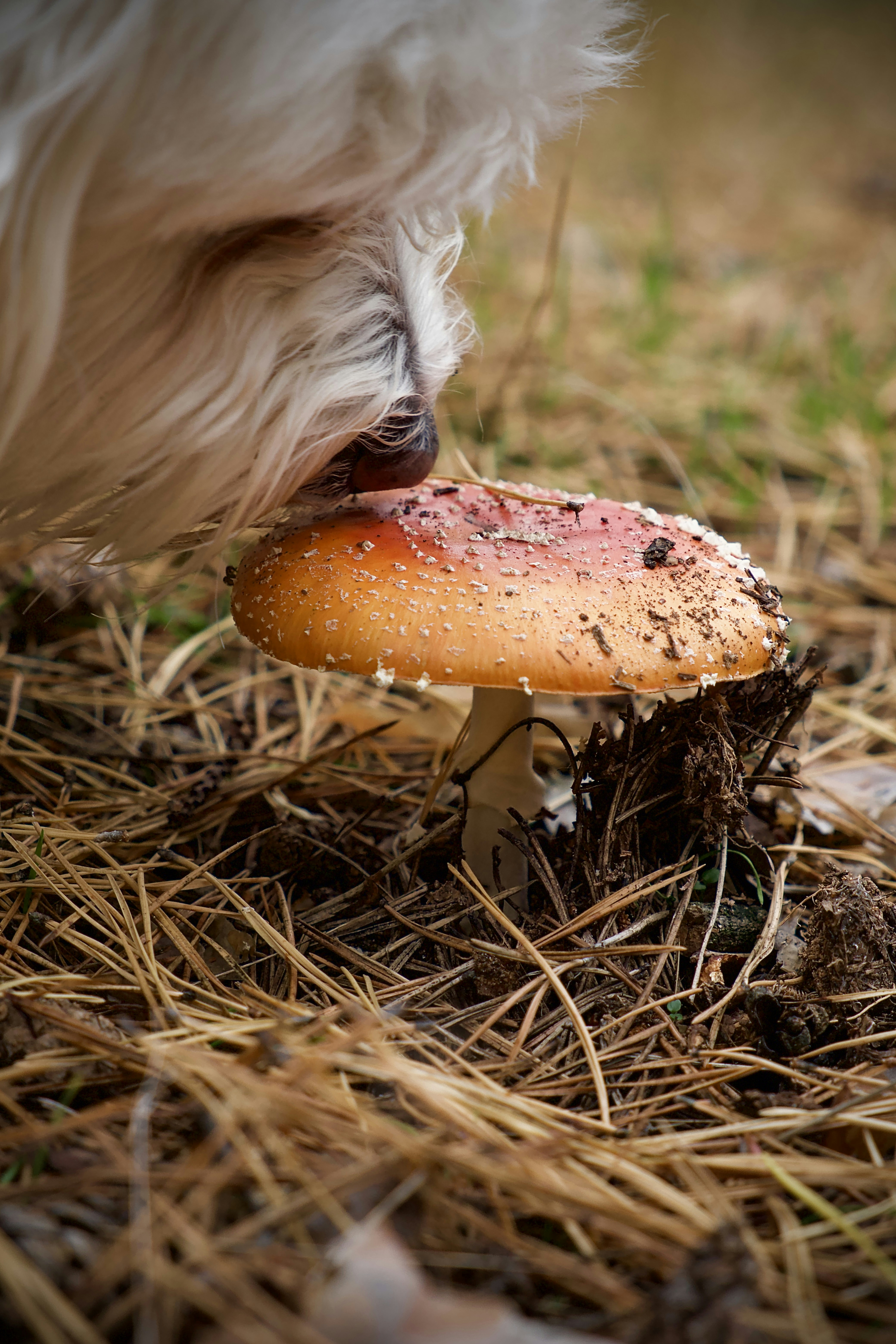 Scarlet Cap Moment: A Fluffy Nose Nuzzles a Mushroom in Autumn Pine