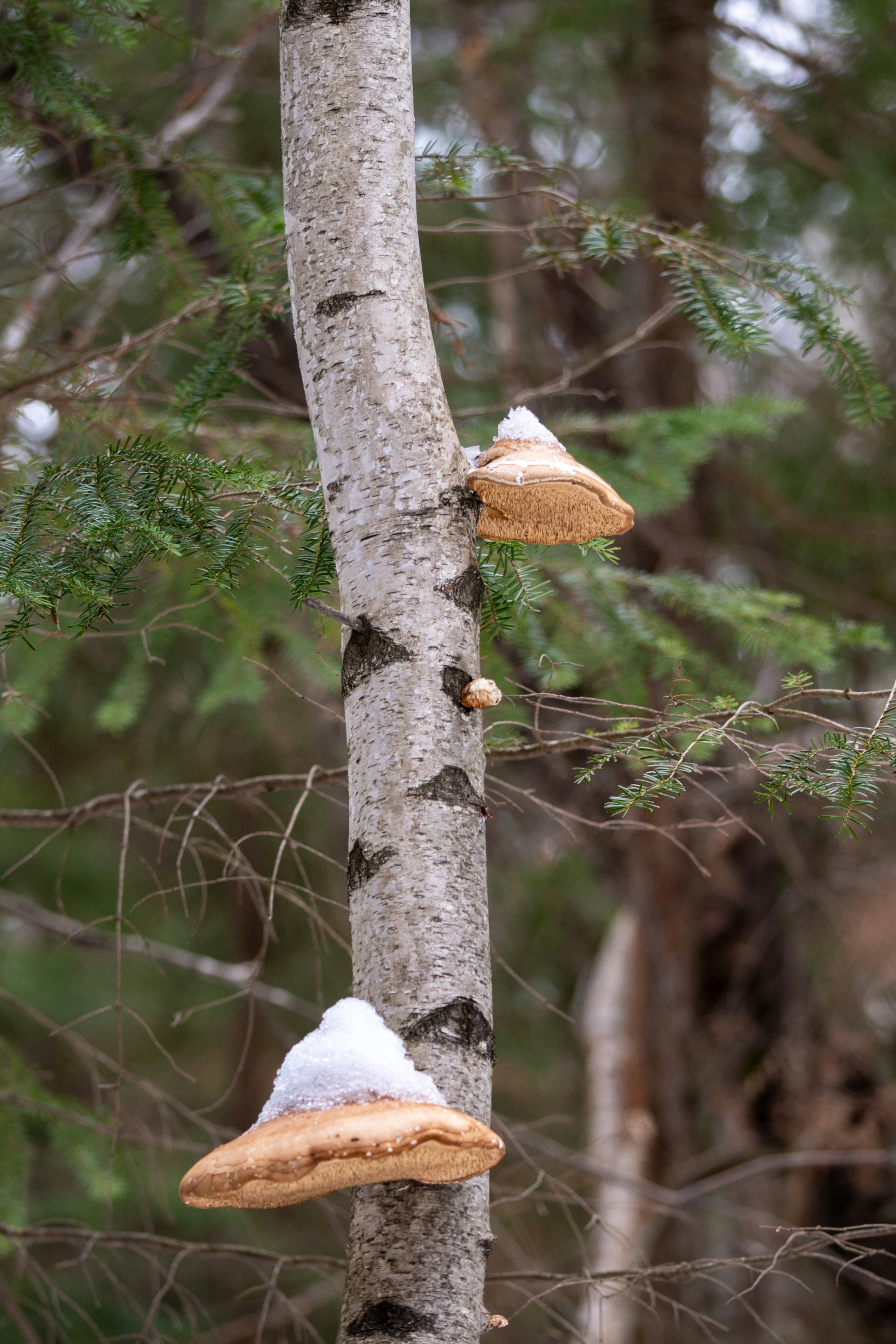 Two snow-dusted fungi perched on a birch tree, surrounded by lush green foliage. The scene captures the essence of winter's touch on nature.