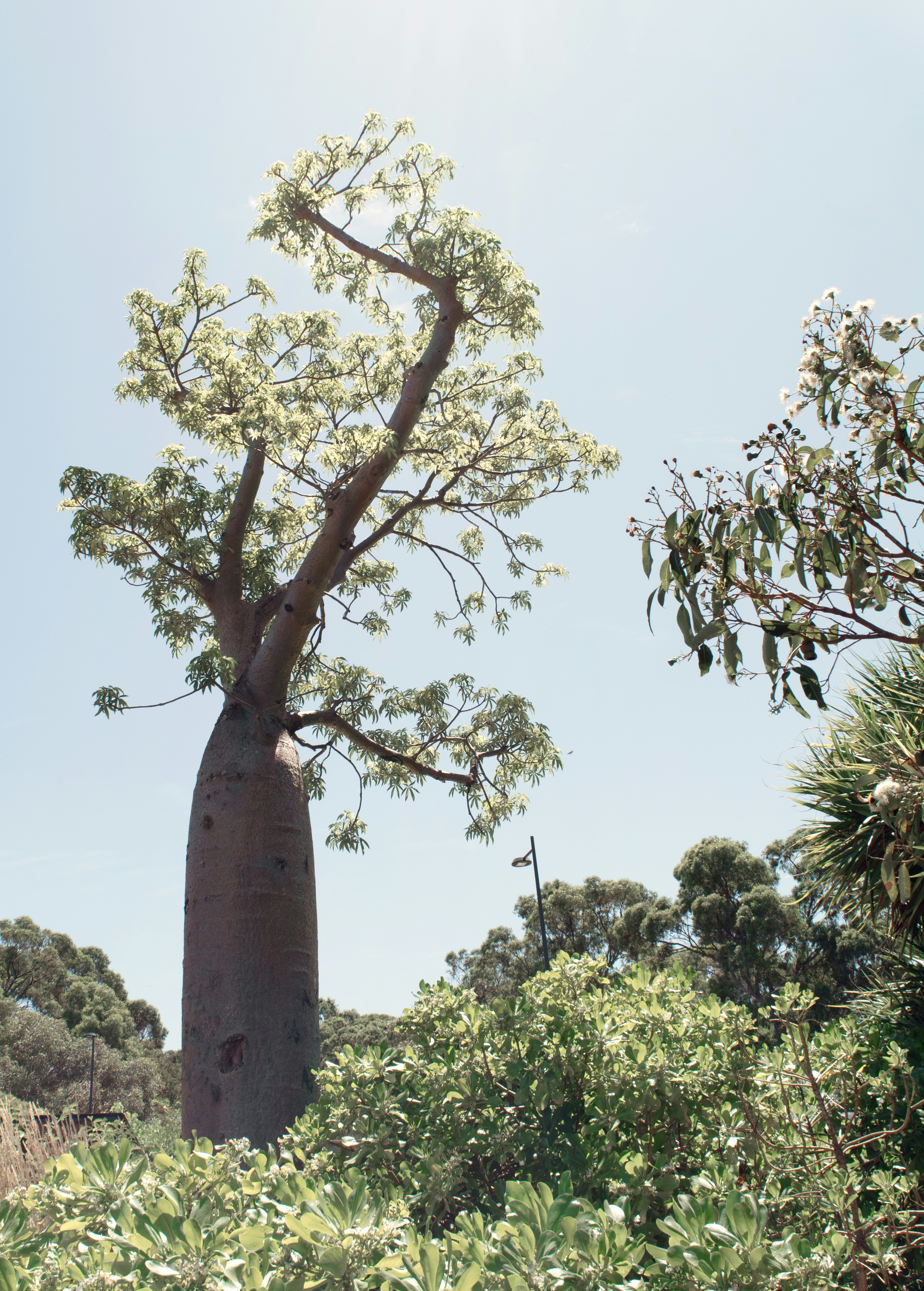 Adansonia gregorii (boab tree), family Malvaceae. Endemic to Australia, boab occurs in the Kimberley region of Western Australia, and east into the Northern Territory. | a tall tree in the middle of a forest