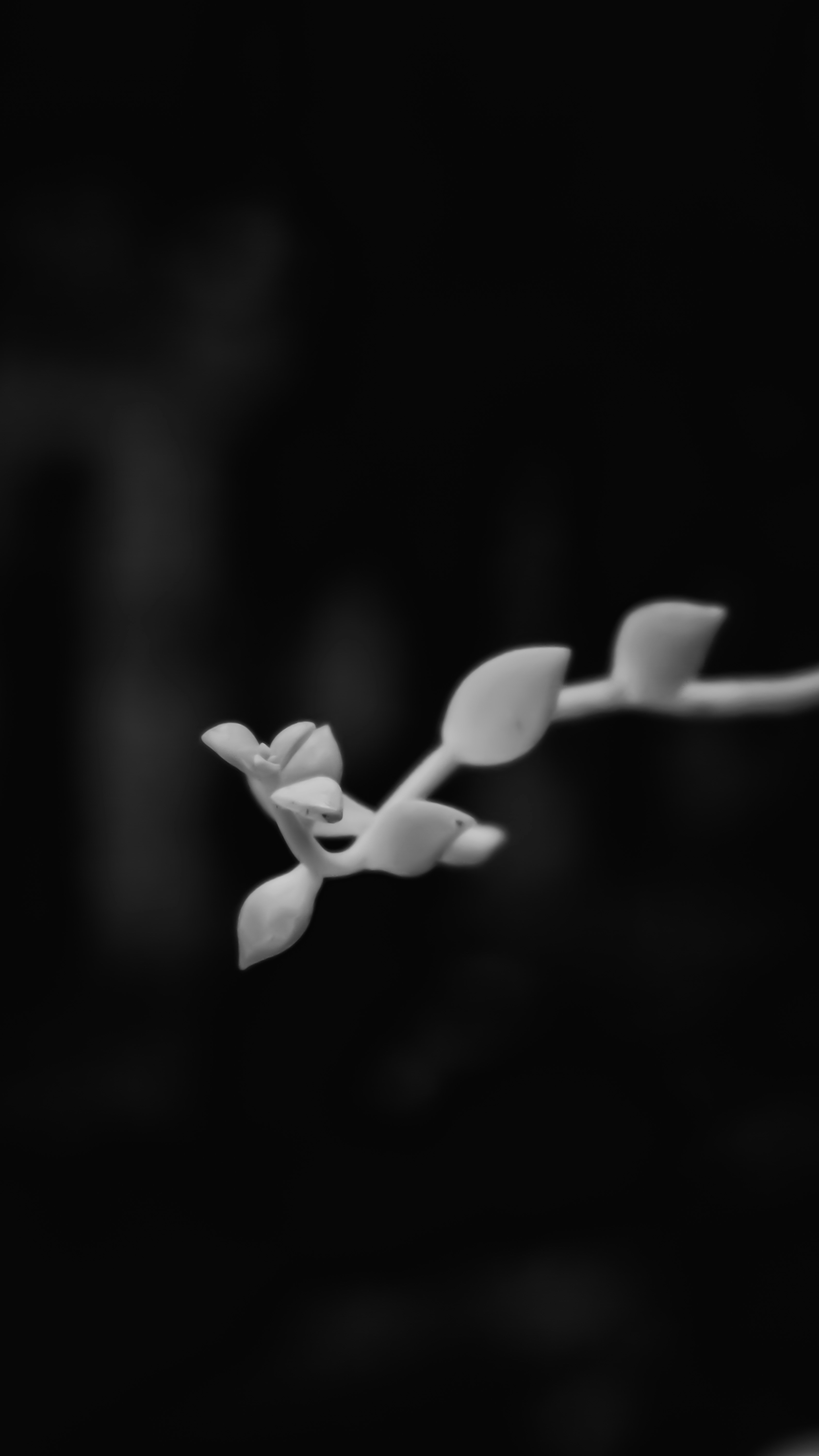 Delicate white flower stem gracefully extending against a dark background, highlighting its intricate details and natural beauty.