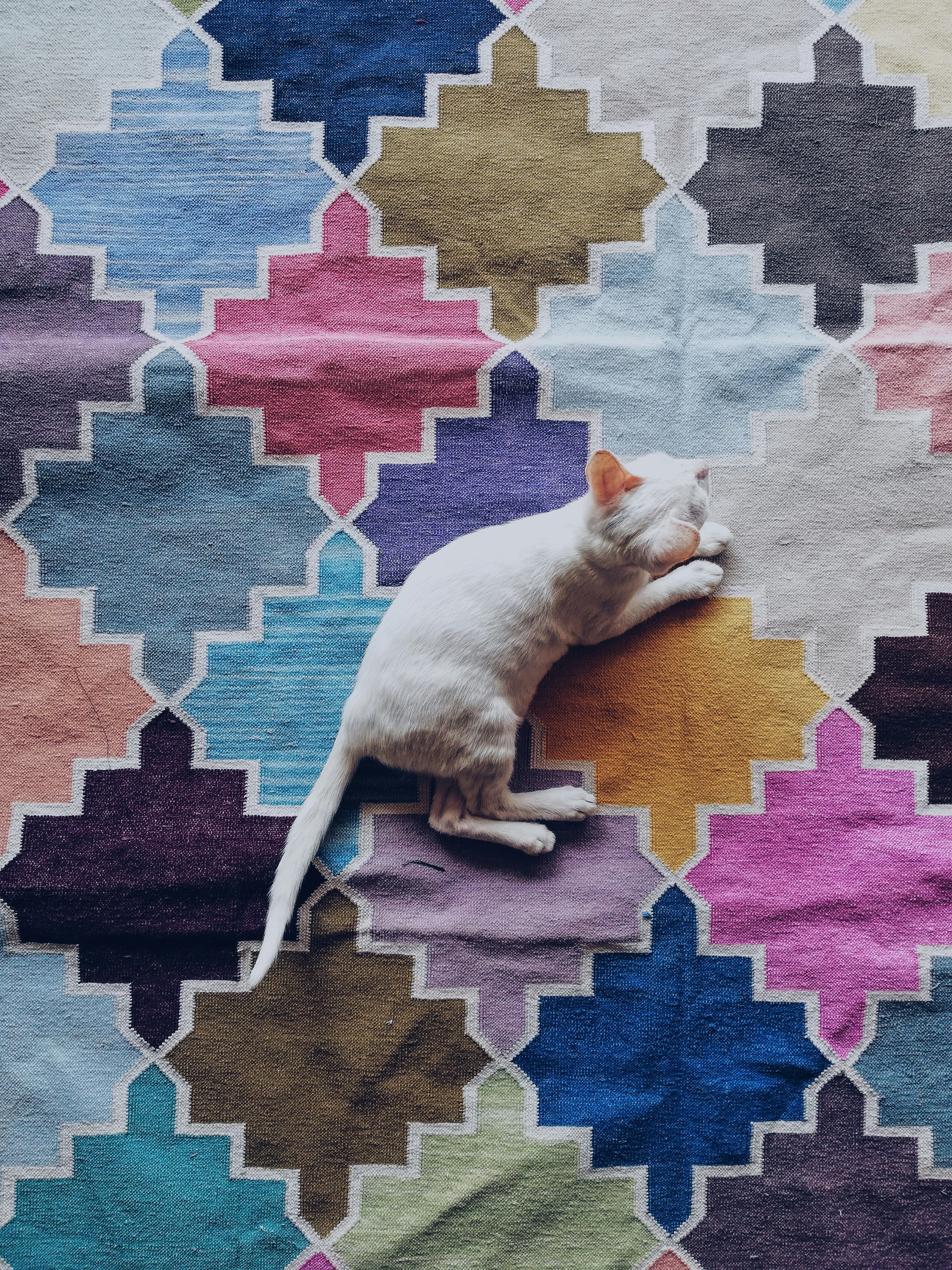 White cat lounges across a multicolored geometric rug with interlocking diamond patterns, creating a calm focal point against the vibrant backdrop.