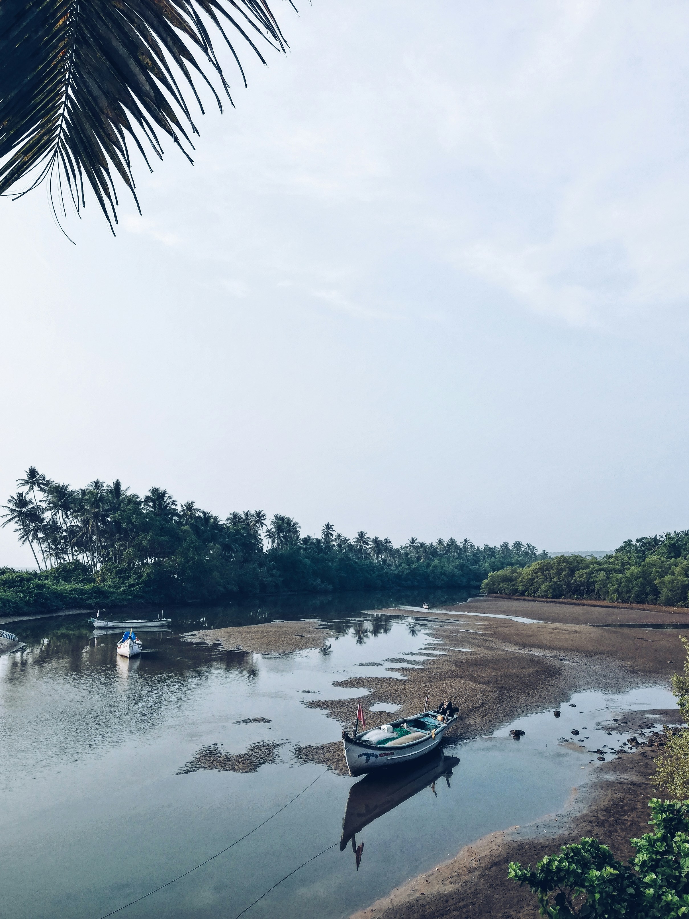 a group of palm trees next to a body of water