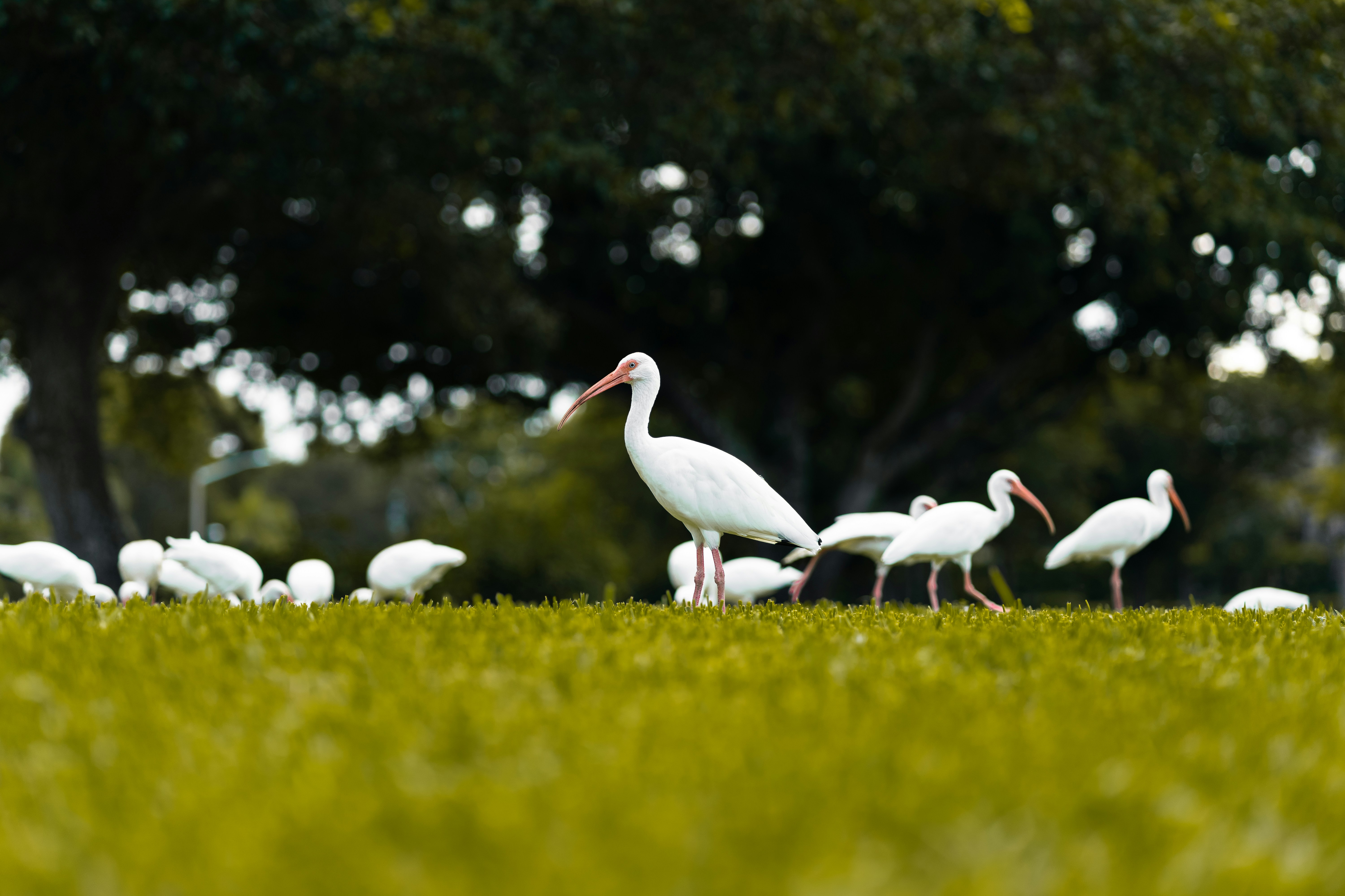A solitary ibis stands tall amidst a flock of white birds in a lush green field, showcasing the beauty of nature's harmony.