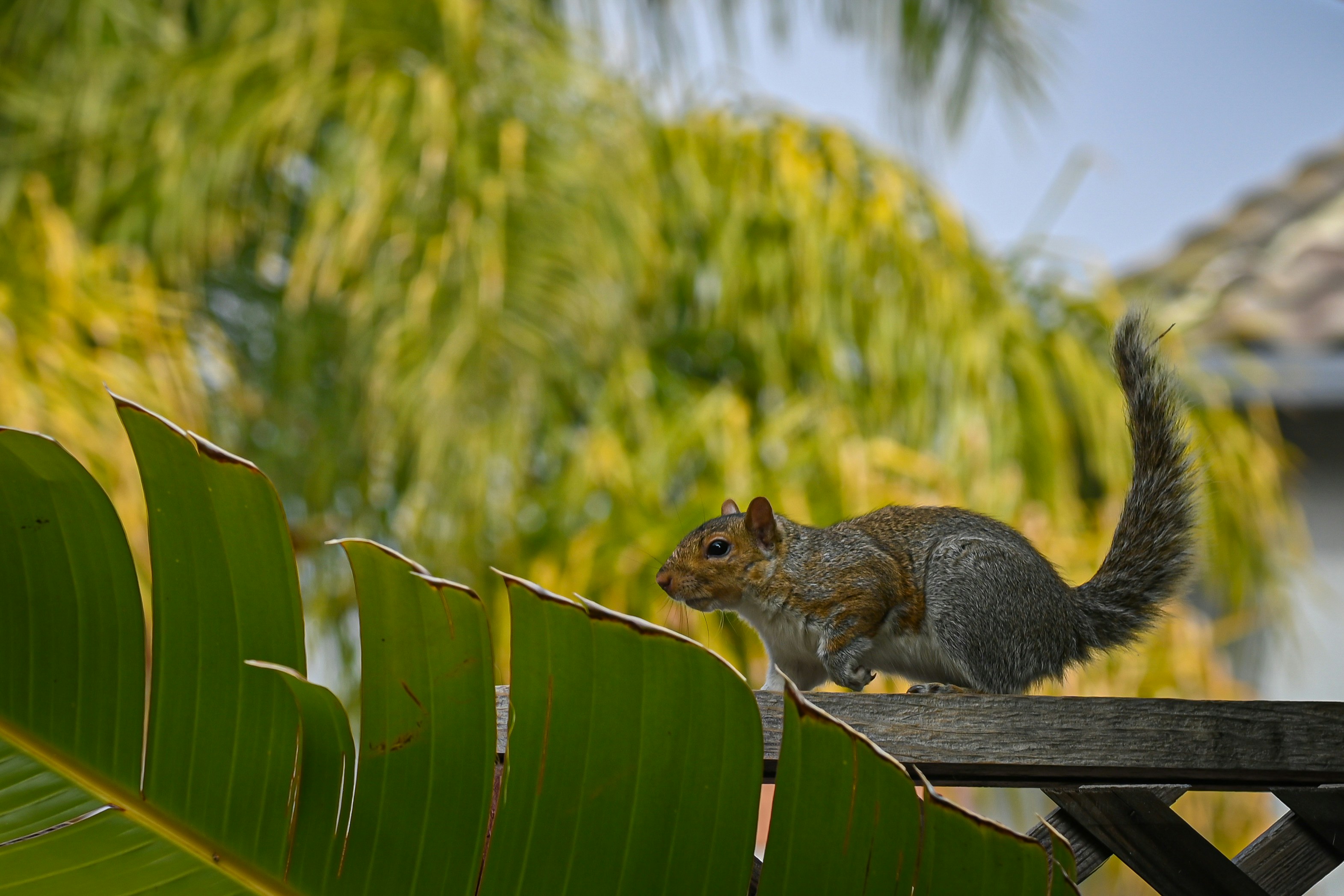 A gray squirrel poised mid-leap on a wooden railing, with vibrant green palm leaves framing the scene.