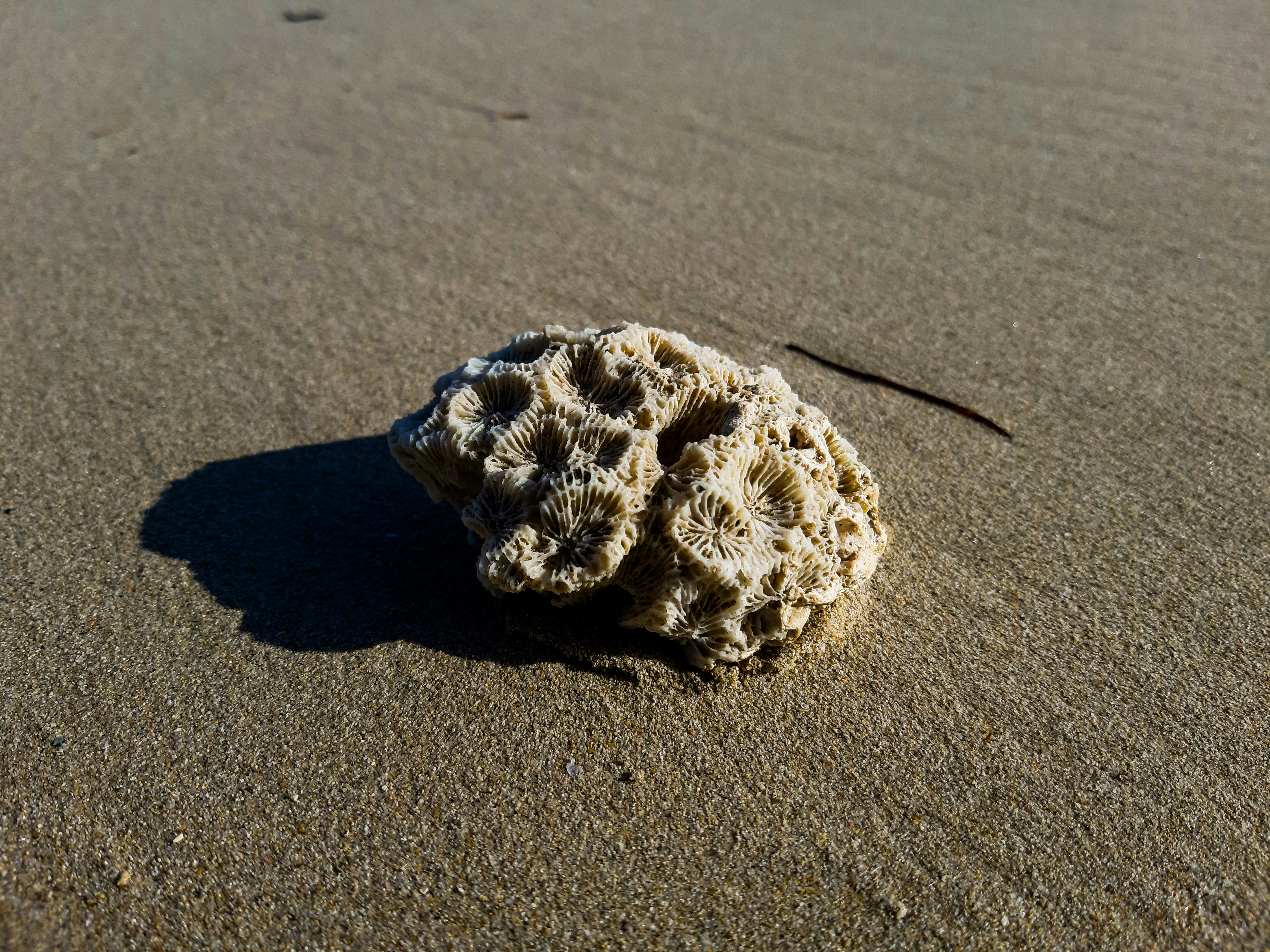 Coral fragment casting a shadow on wet sand under bright sunlight.