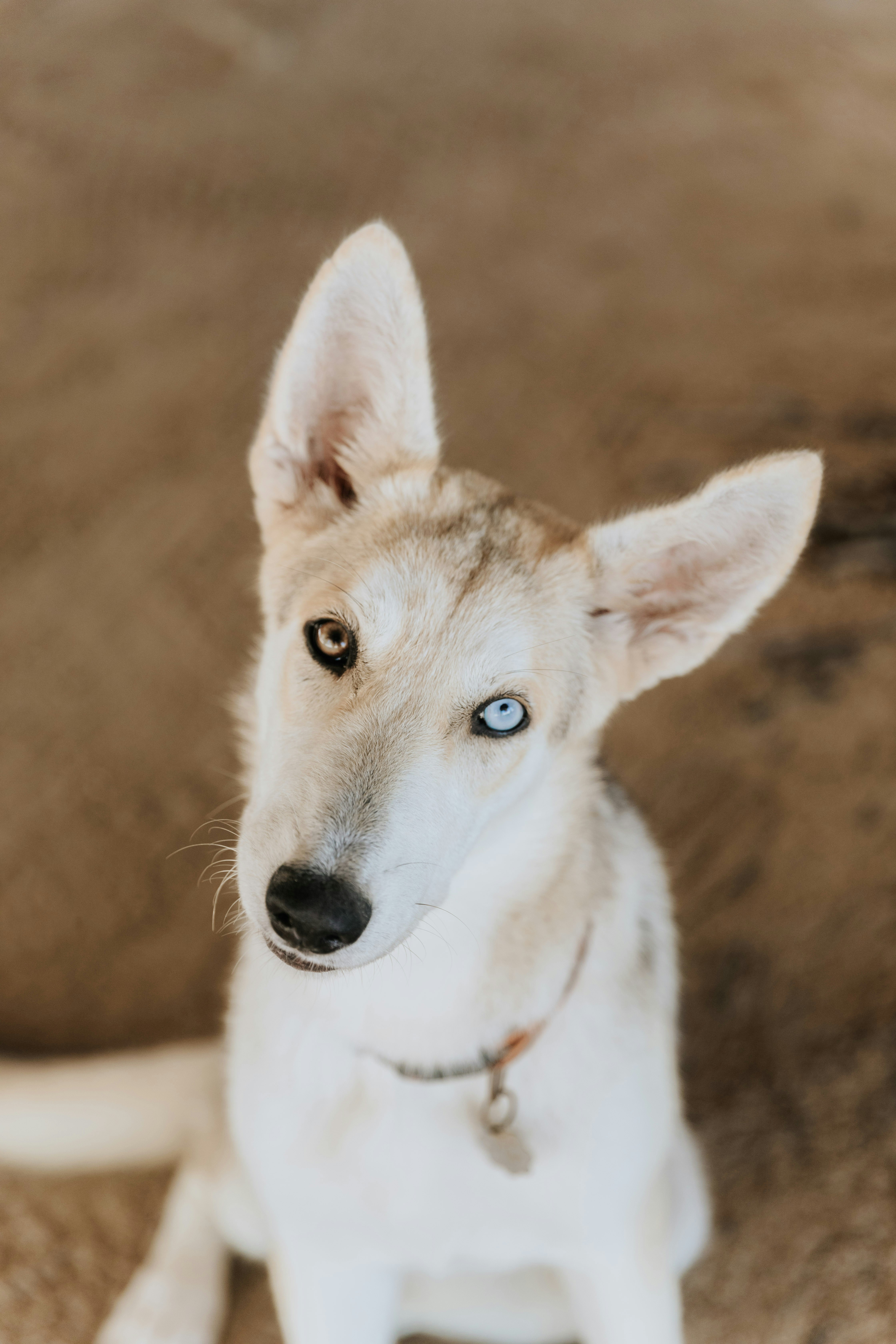 White Husky Lab Mix Blue Eyes