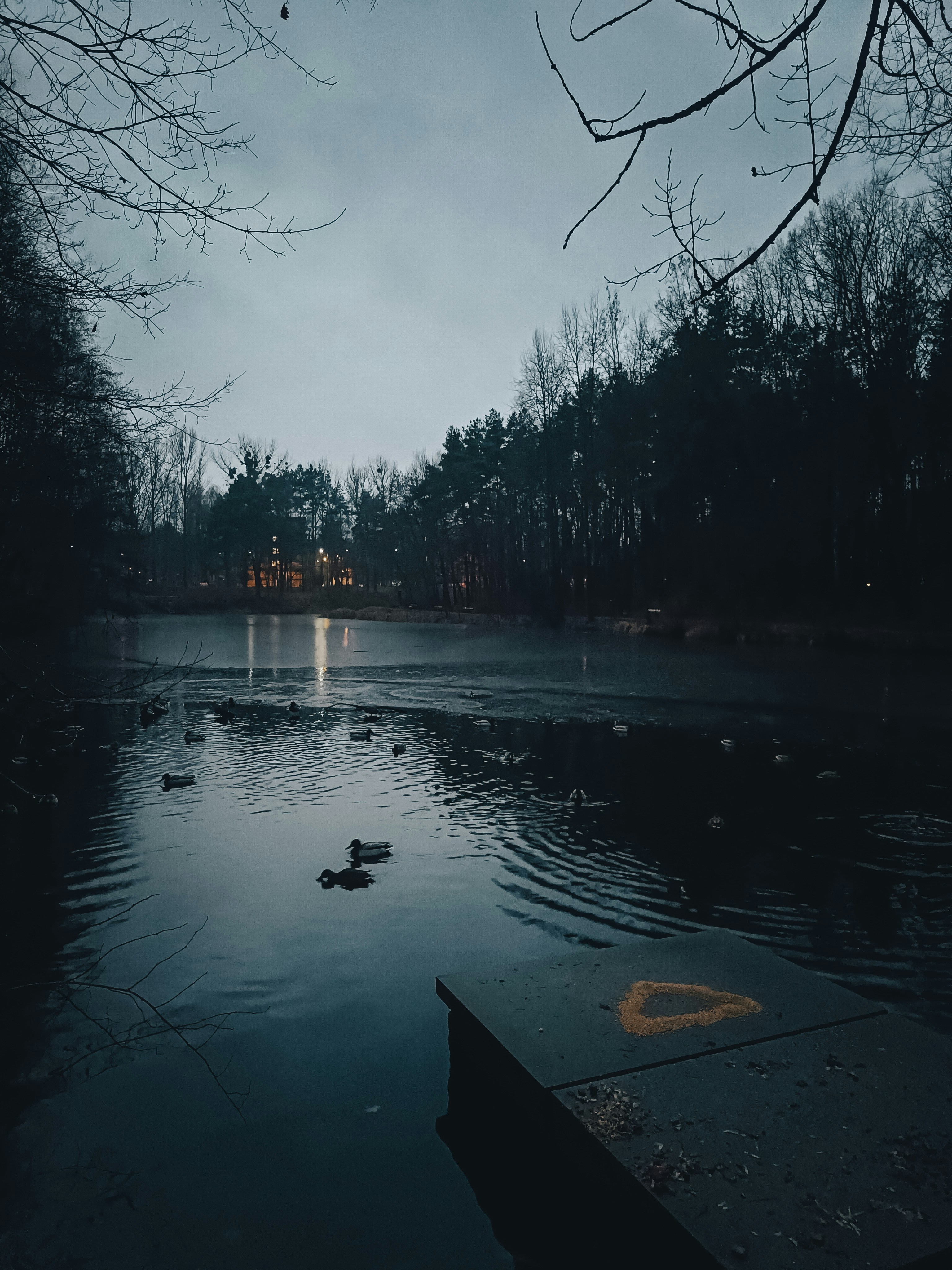 Tranquil pond at twilight with ducks gliding across the water, framed by silhouetted trees and a distant glow from a hidden structure.
