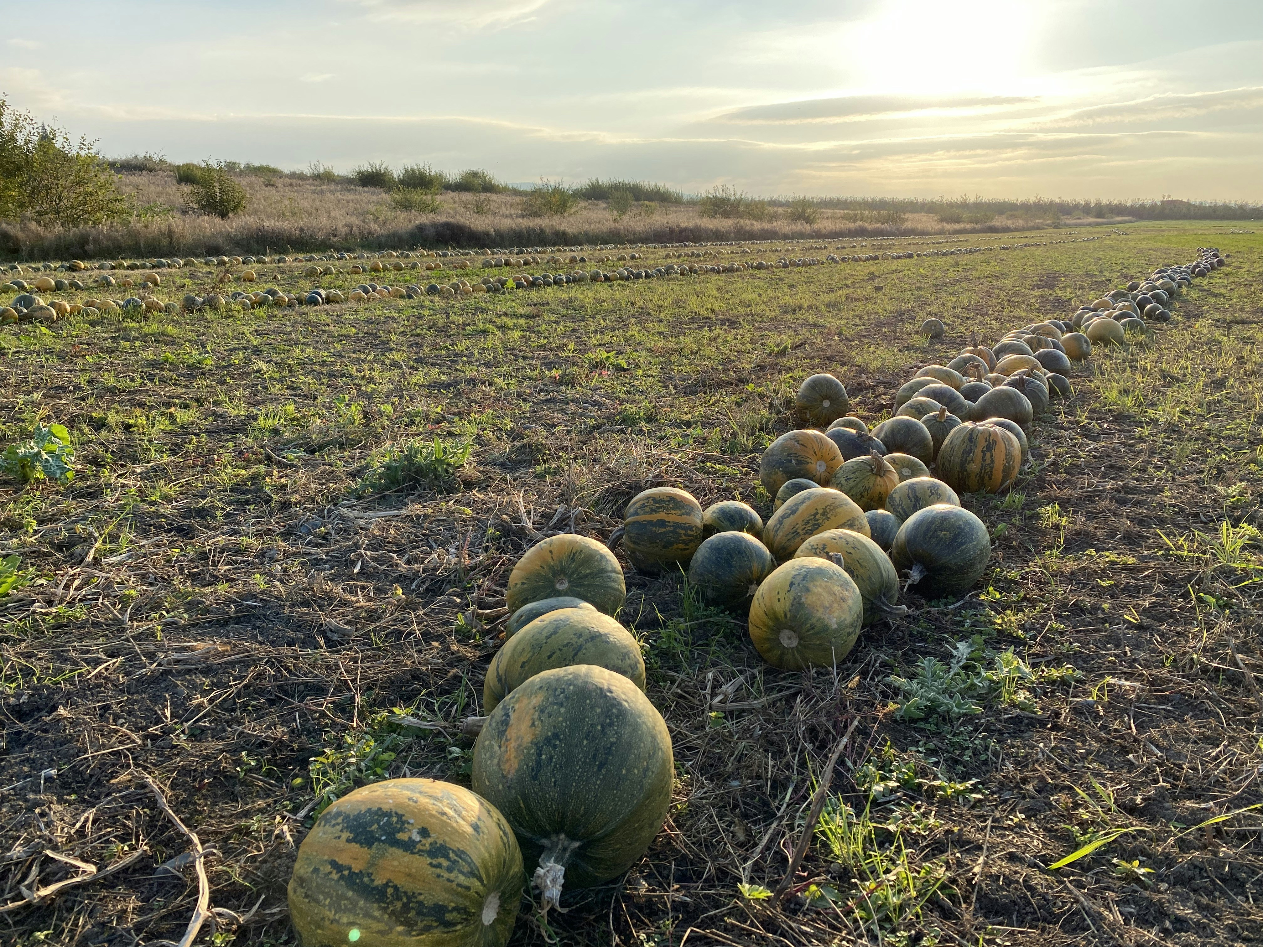 A row of watermelons sitting in a field photo – Free Food Image on Unsplash