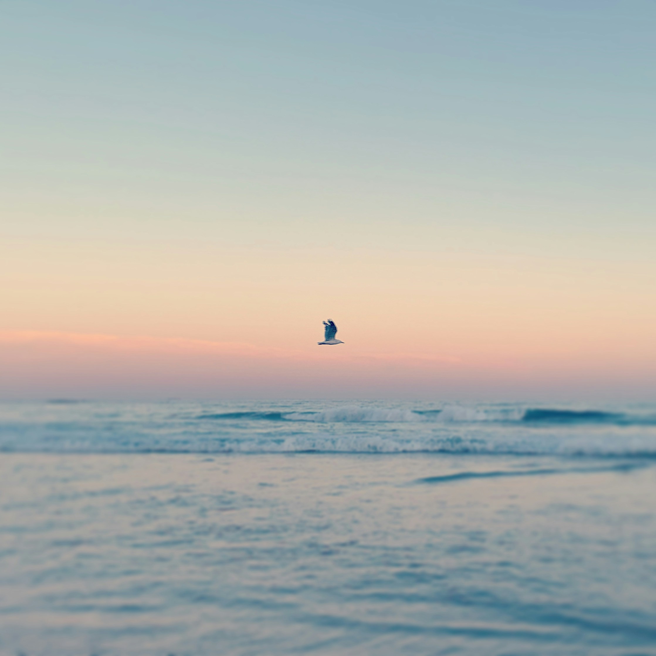 A bird flying over the ocean at sunset photo – Free Sea Image on Unsplash