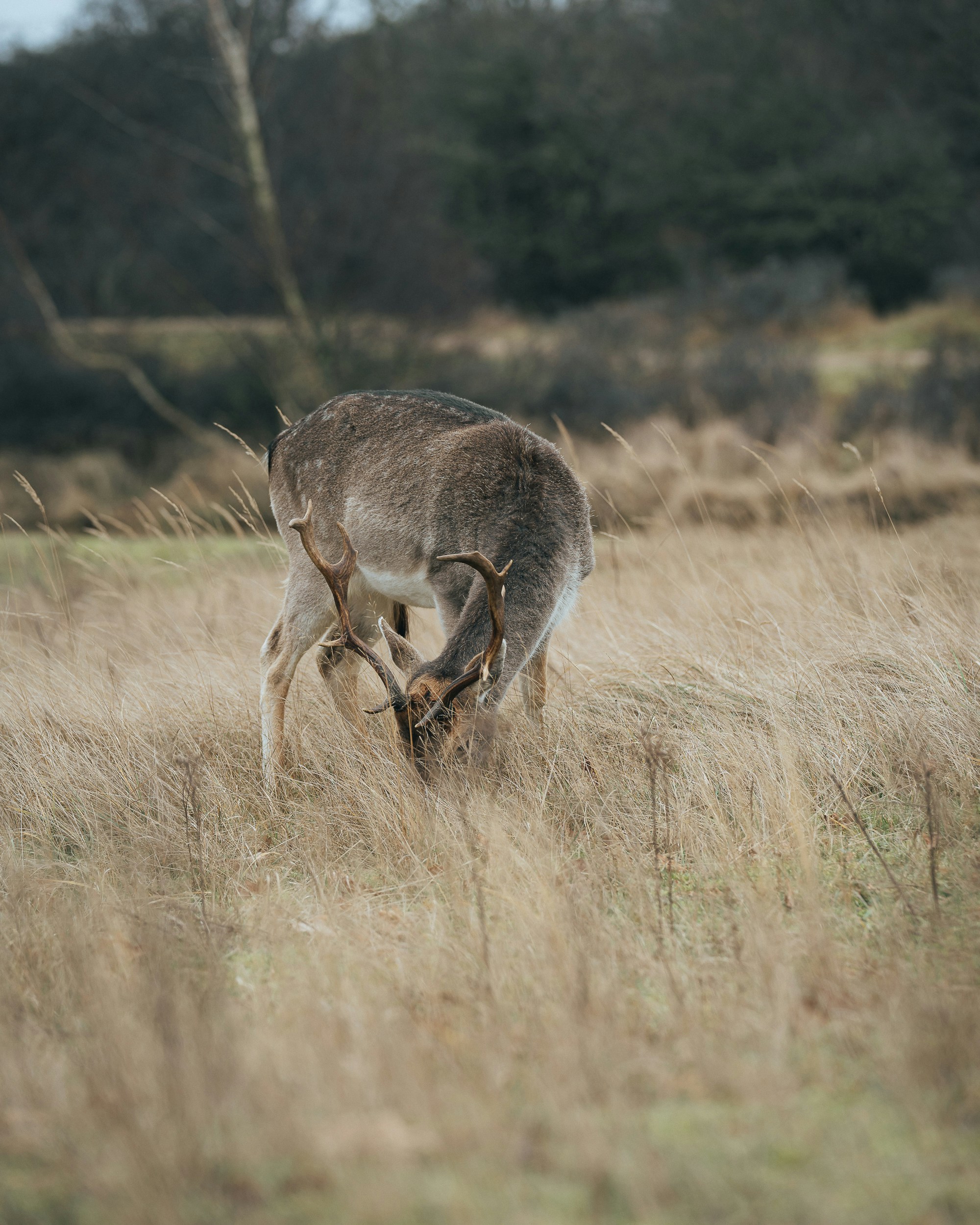 Deer in the Amsterdamse Waterleidingduinen!