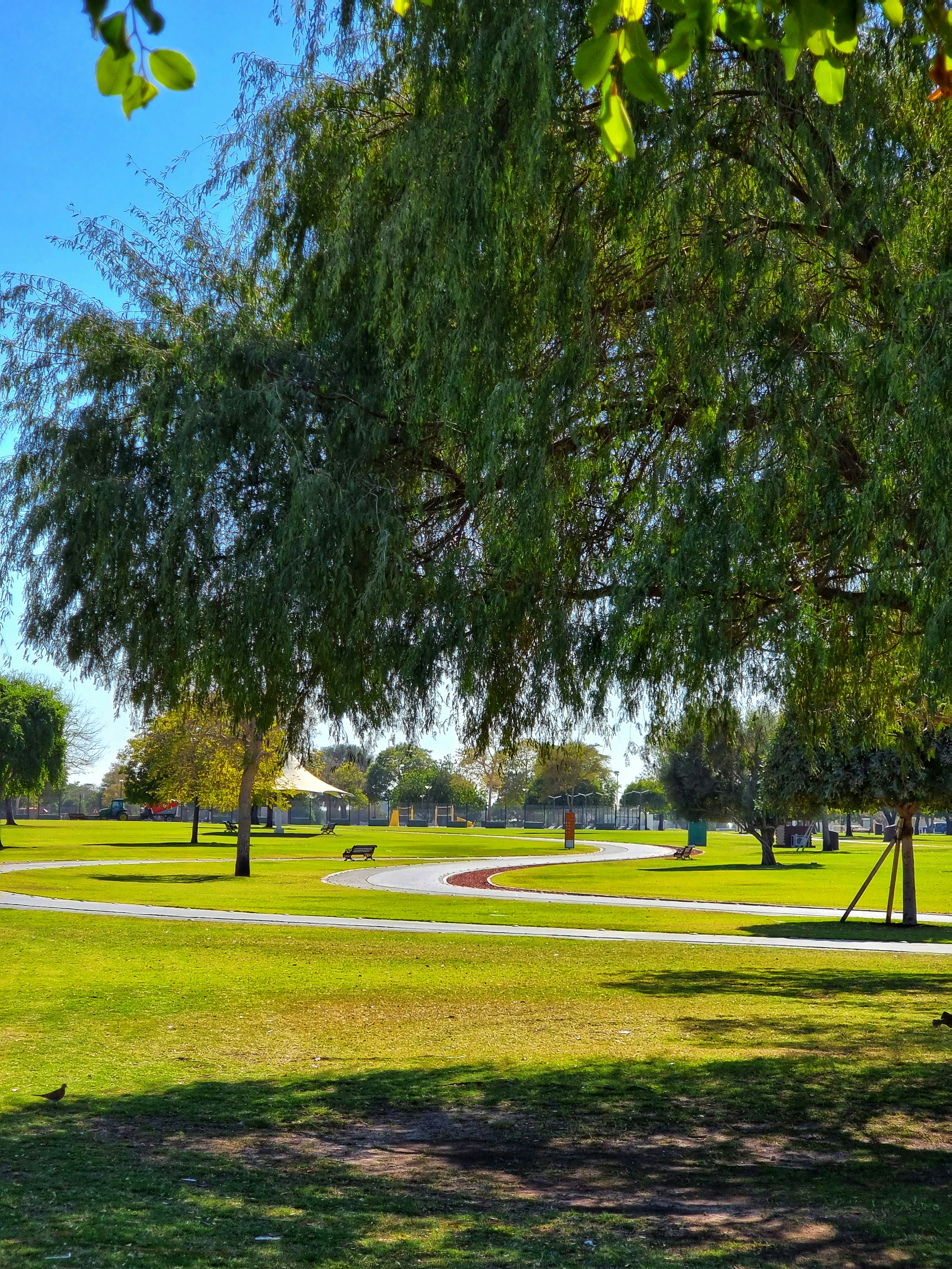 Foto Un parque lleno de mucha hierba verde y árboles – Imagen Césped ...