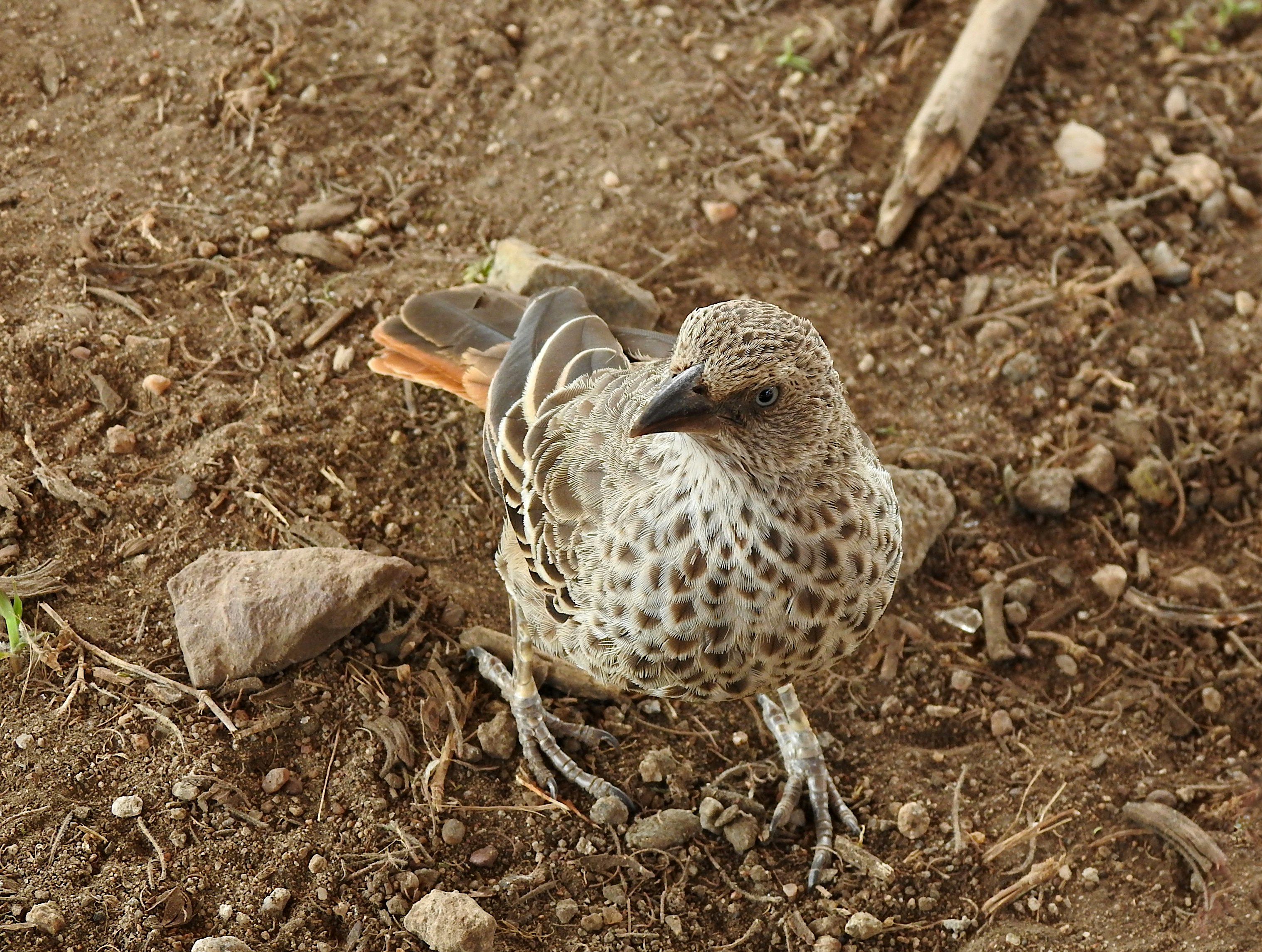 a bird standing on top of a dirt field
