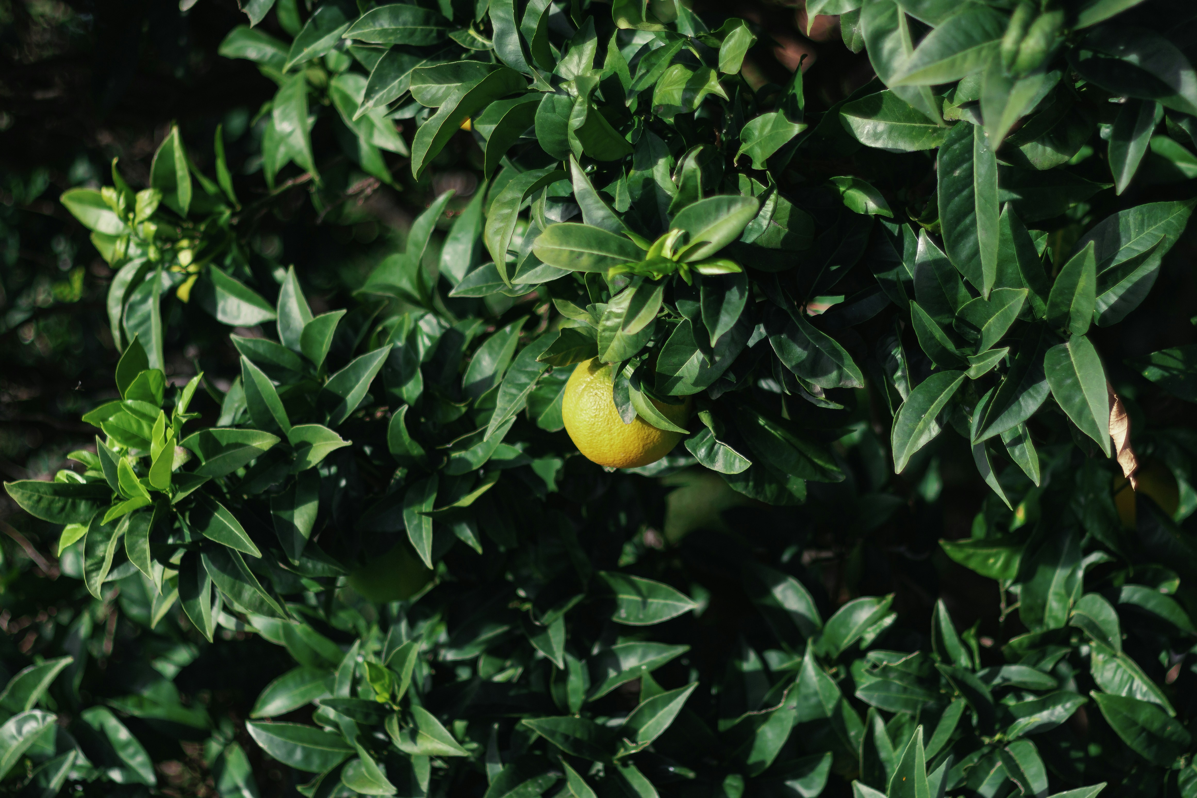 A lemon tree with green leaves and a yellow fruit photo – Free Plant ...