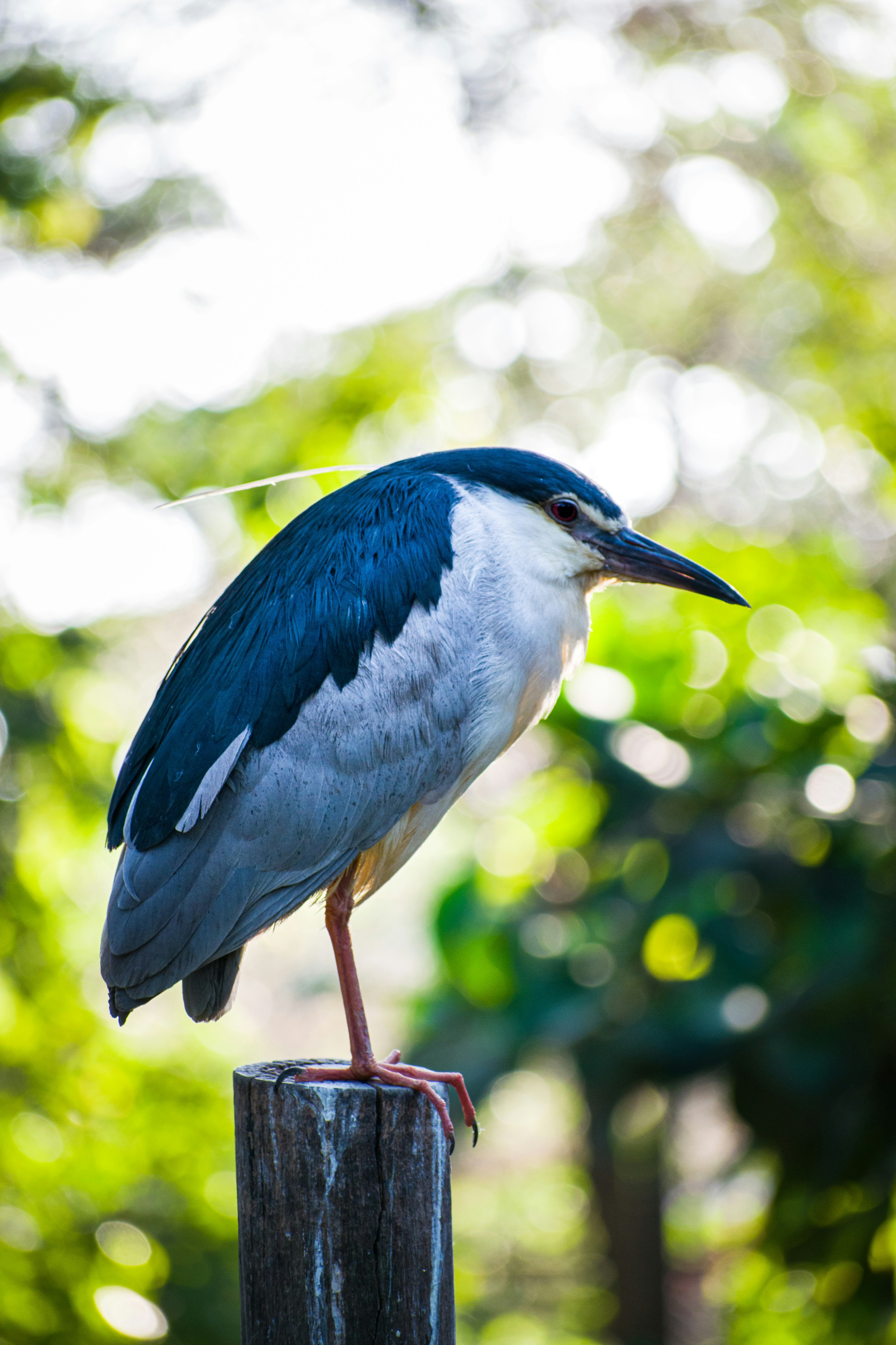 A blue and white bird sitting on top of a wooden post photo – Free Bird ...