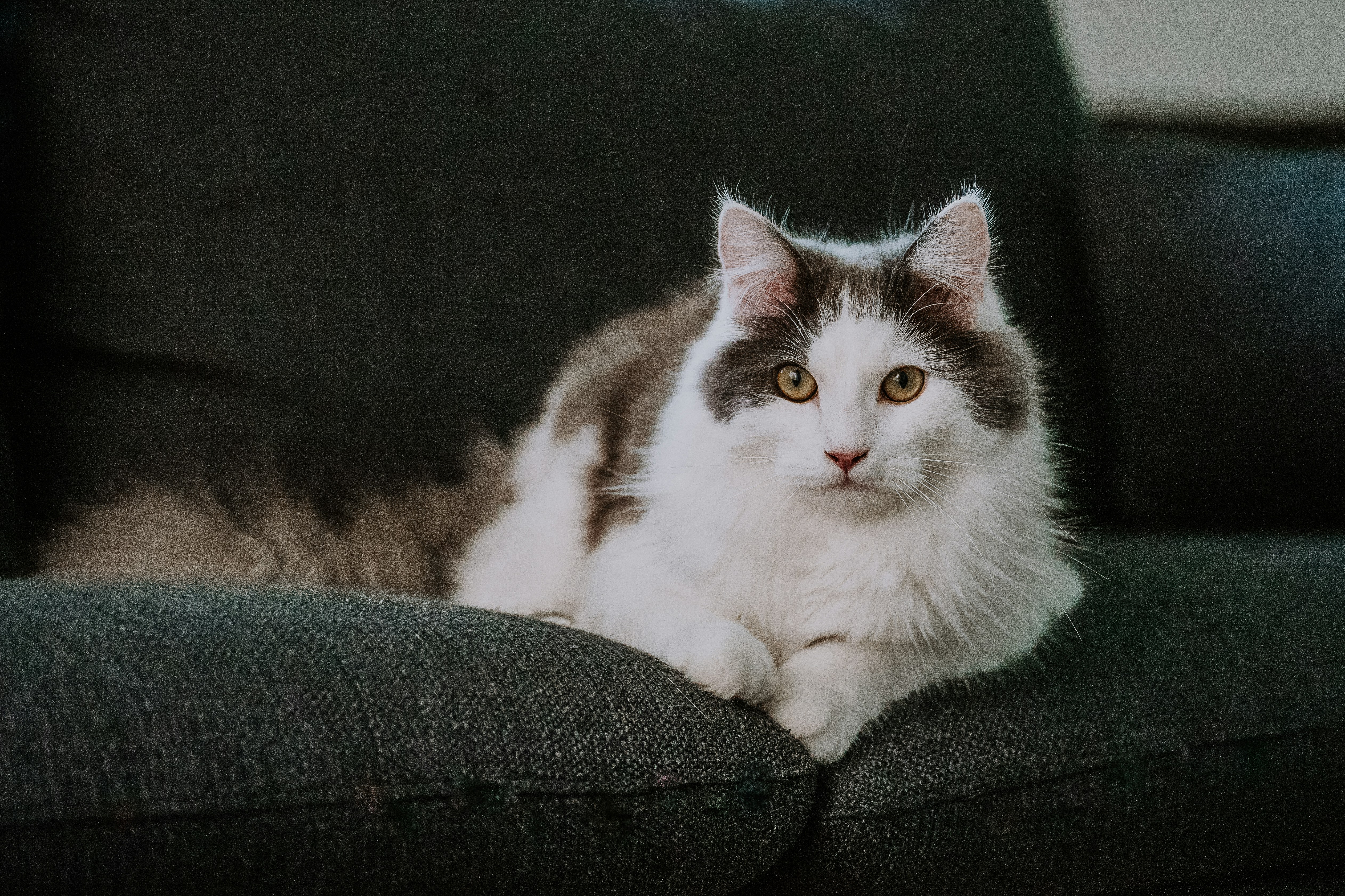 Fluffy white and gray cat lounging on a textured dark couch, exuding calm and curiosity.