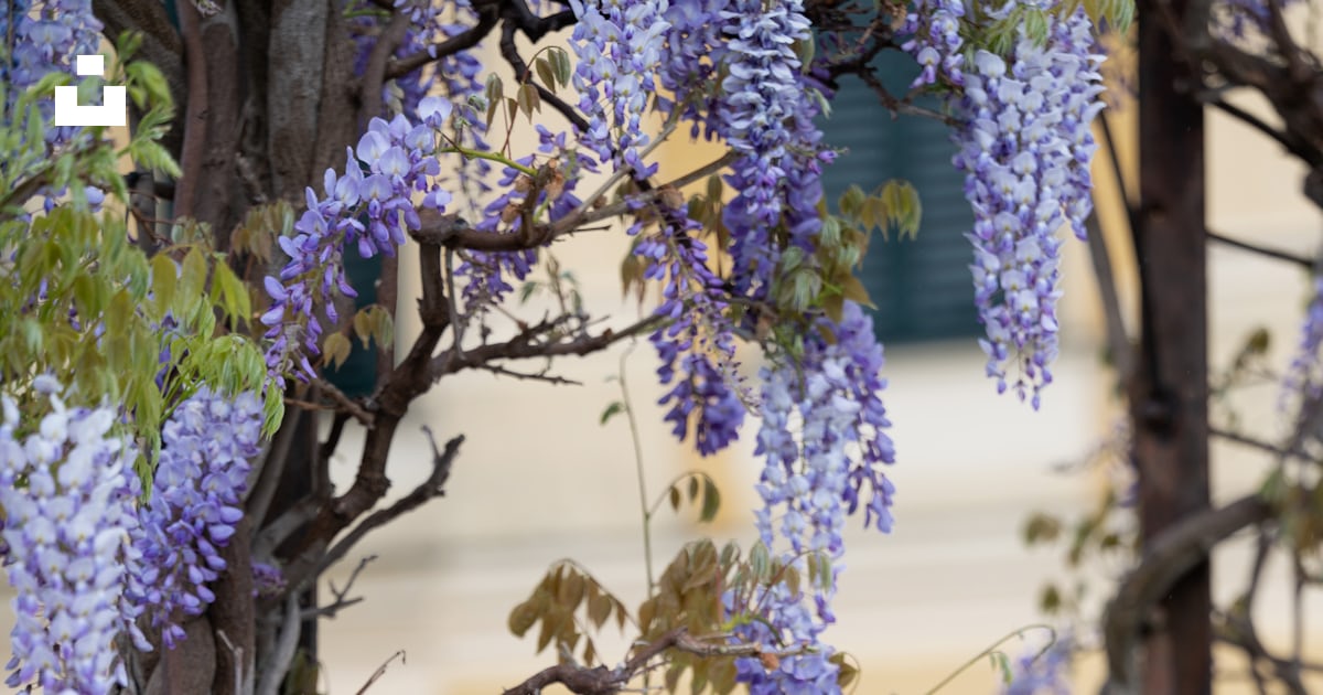 建物の前に紫色の花が咲く木の写真 Unsplashの無料柔らかい写真