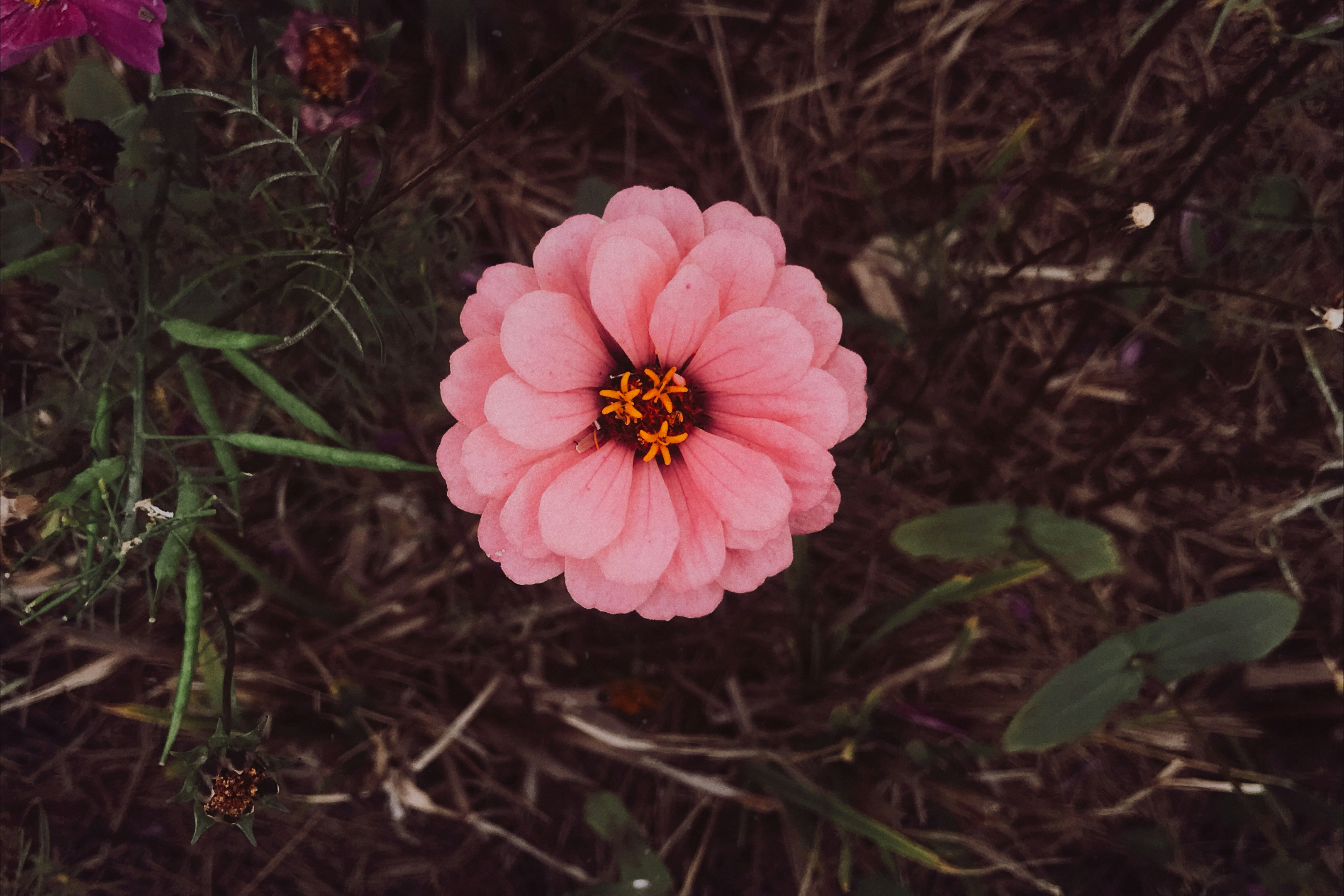 The day before I left my sweet home go back to school. I love this garden.