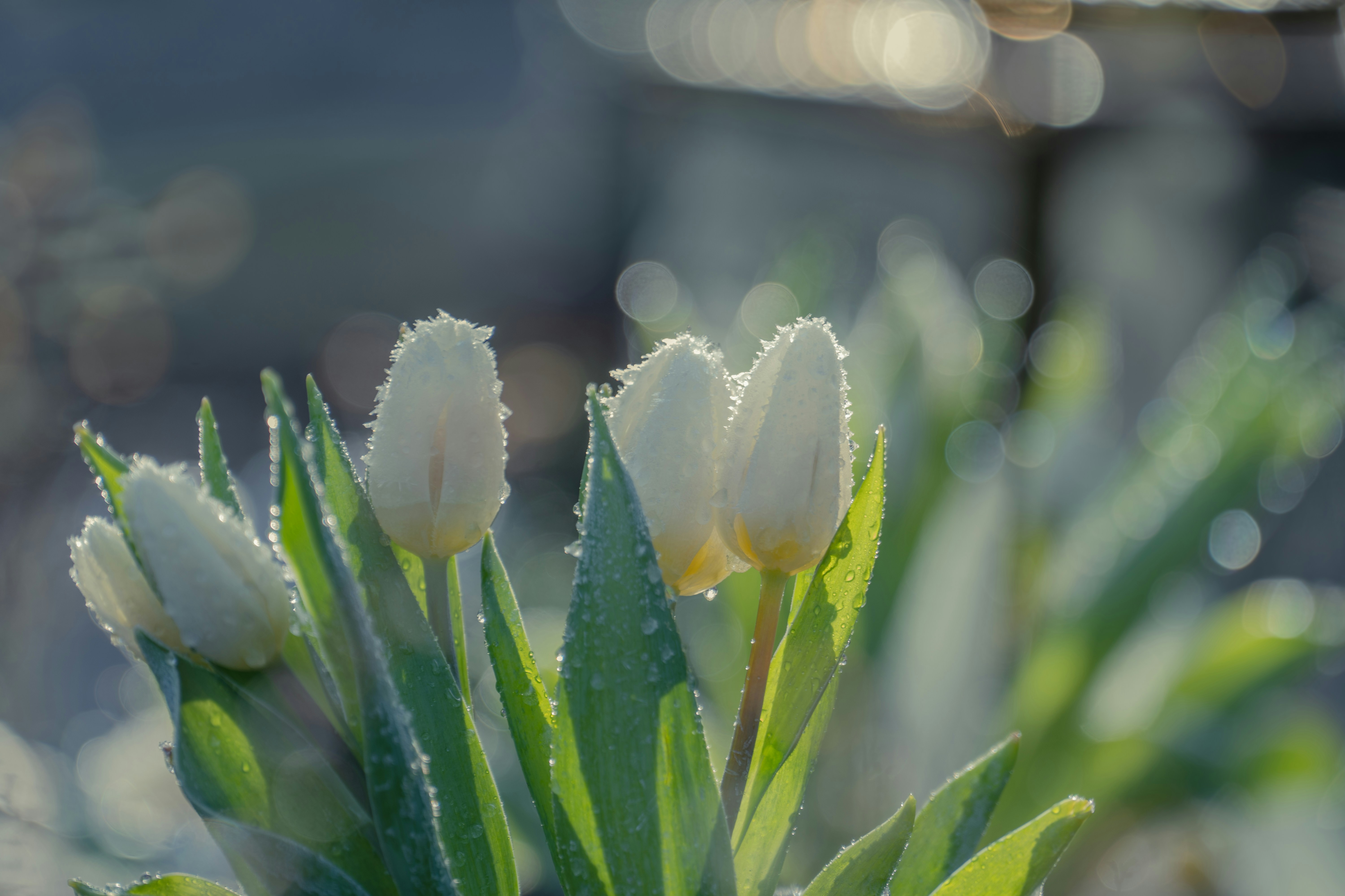 Tulips, ice and sunshine