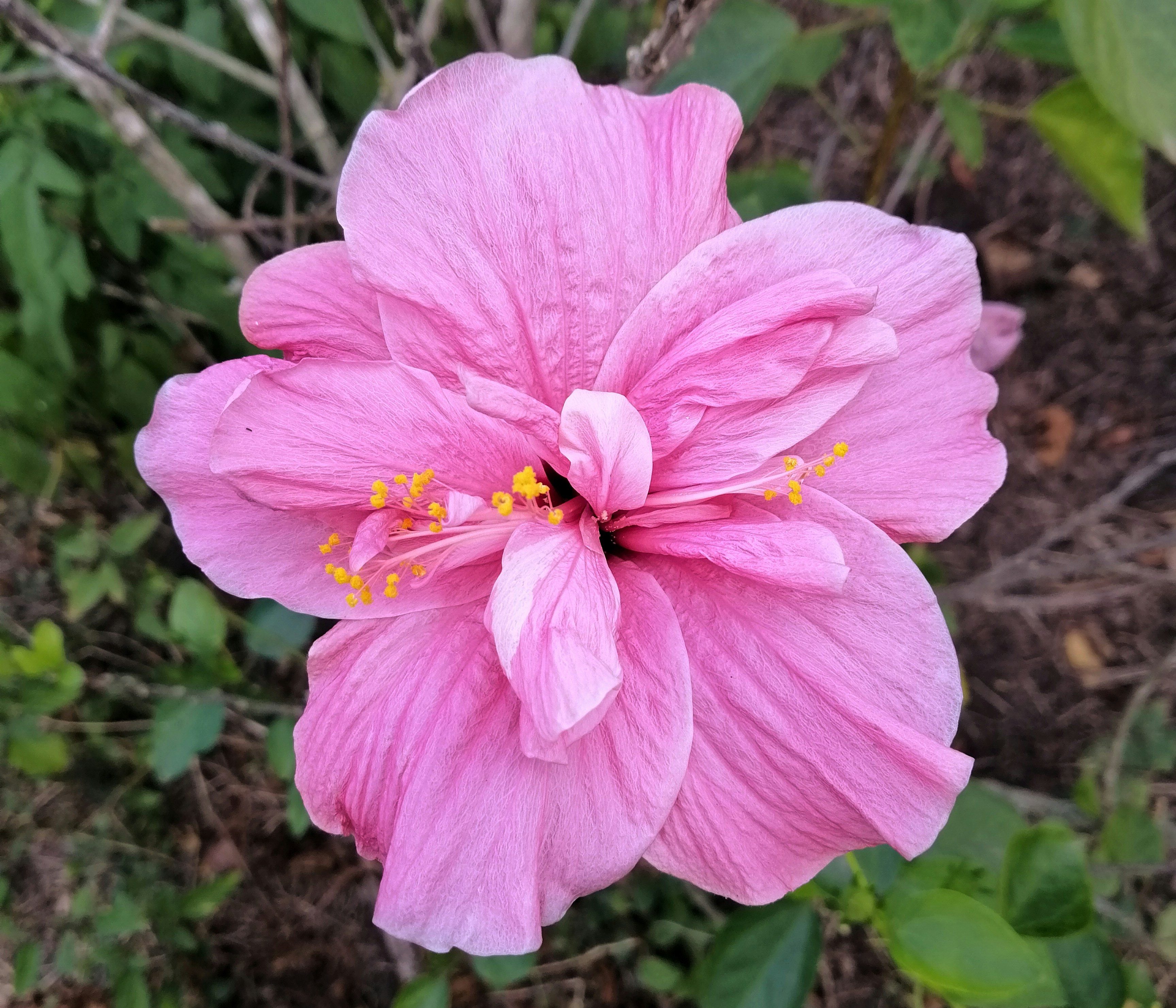 Vibrant pink hibiscus flower showcasing intricate petals and delicate yellow stamens against a lush green backdrop.