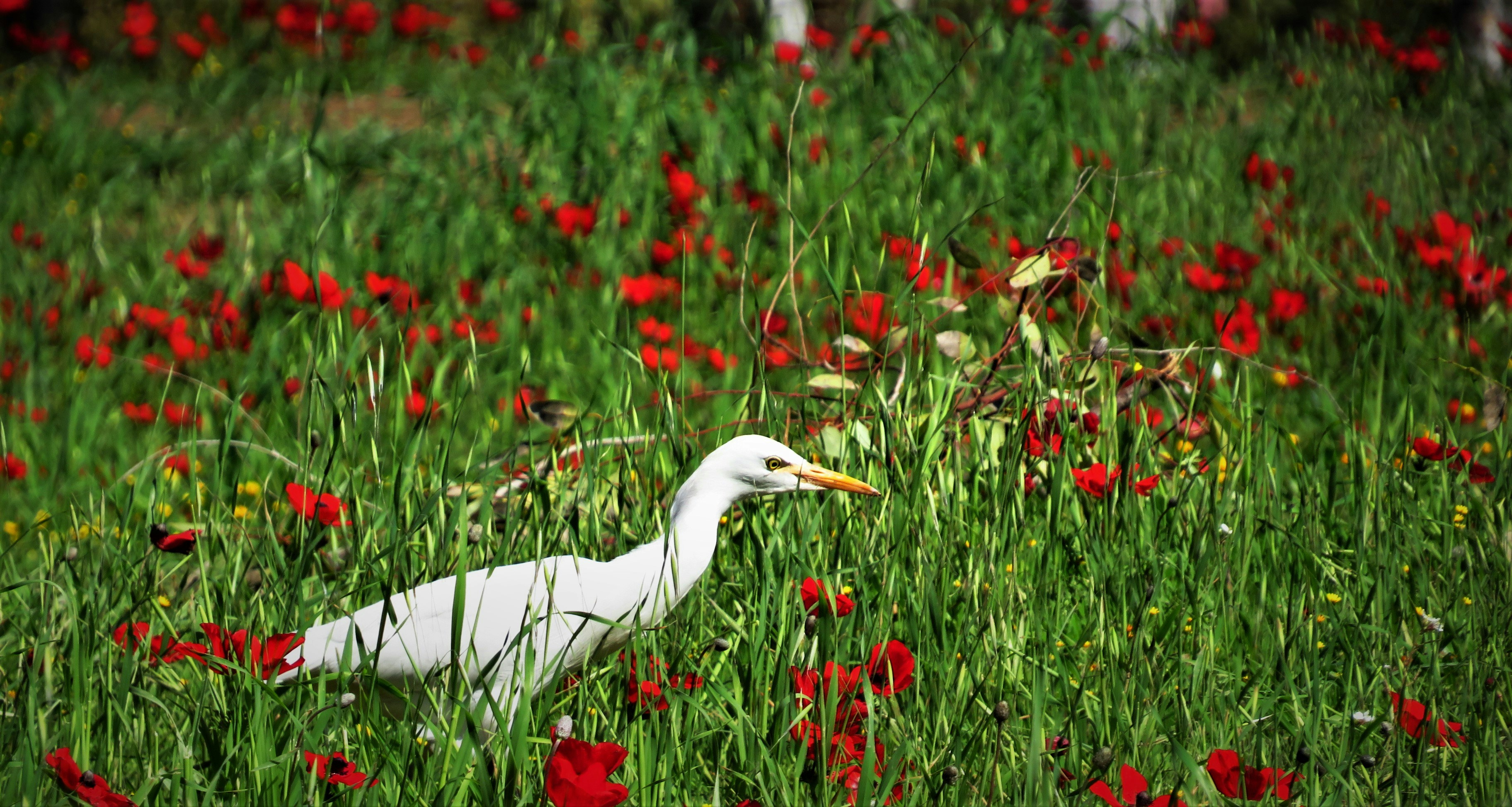 Crimson Meadow Sentinel: White Heron Among Red Poppies